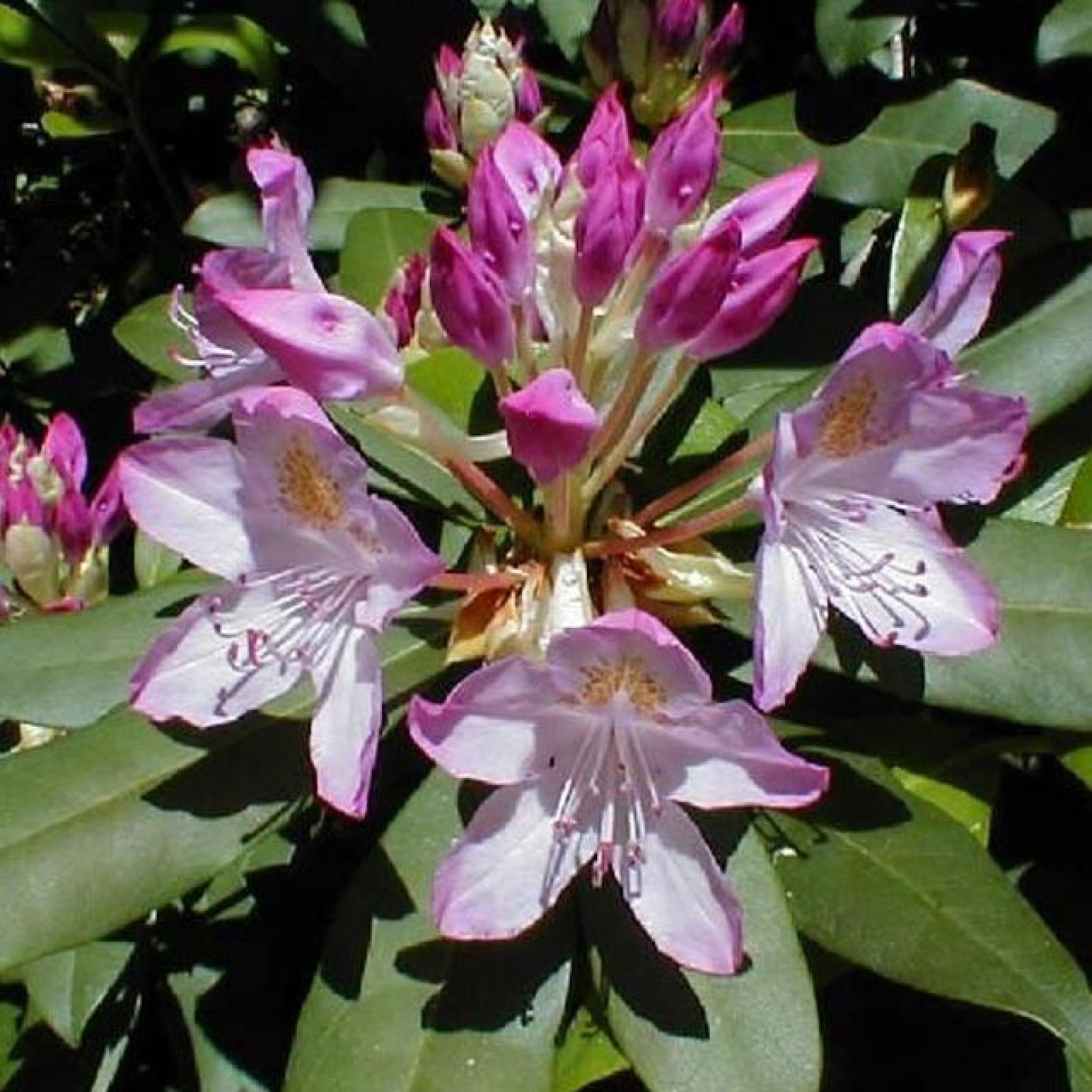 Rhododendron PONTICUM ROSEUM