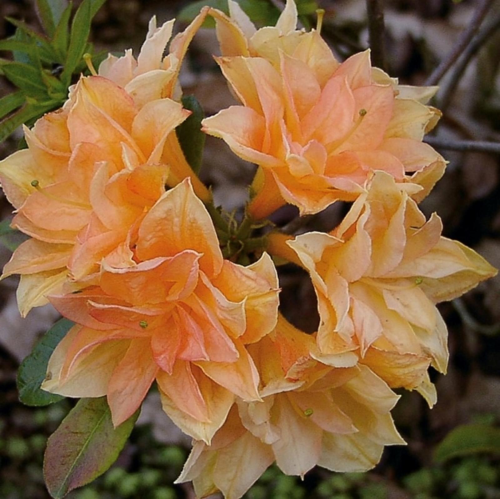 Azalea CSARDAS