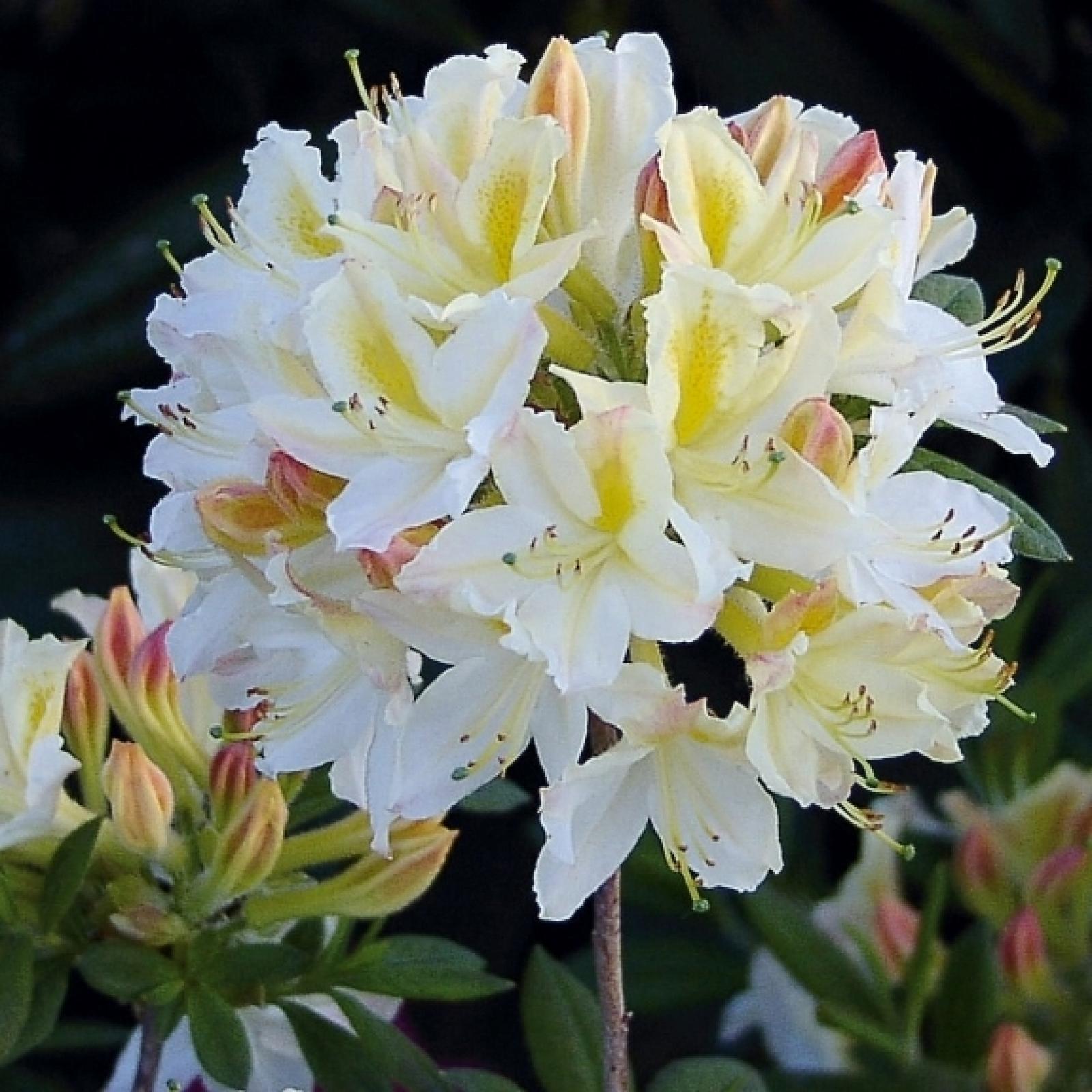 Azalea DAVIESII