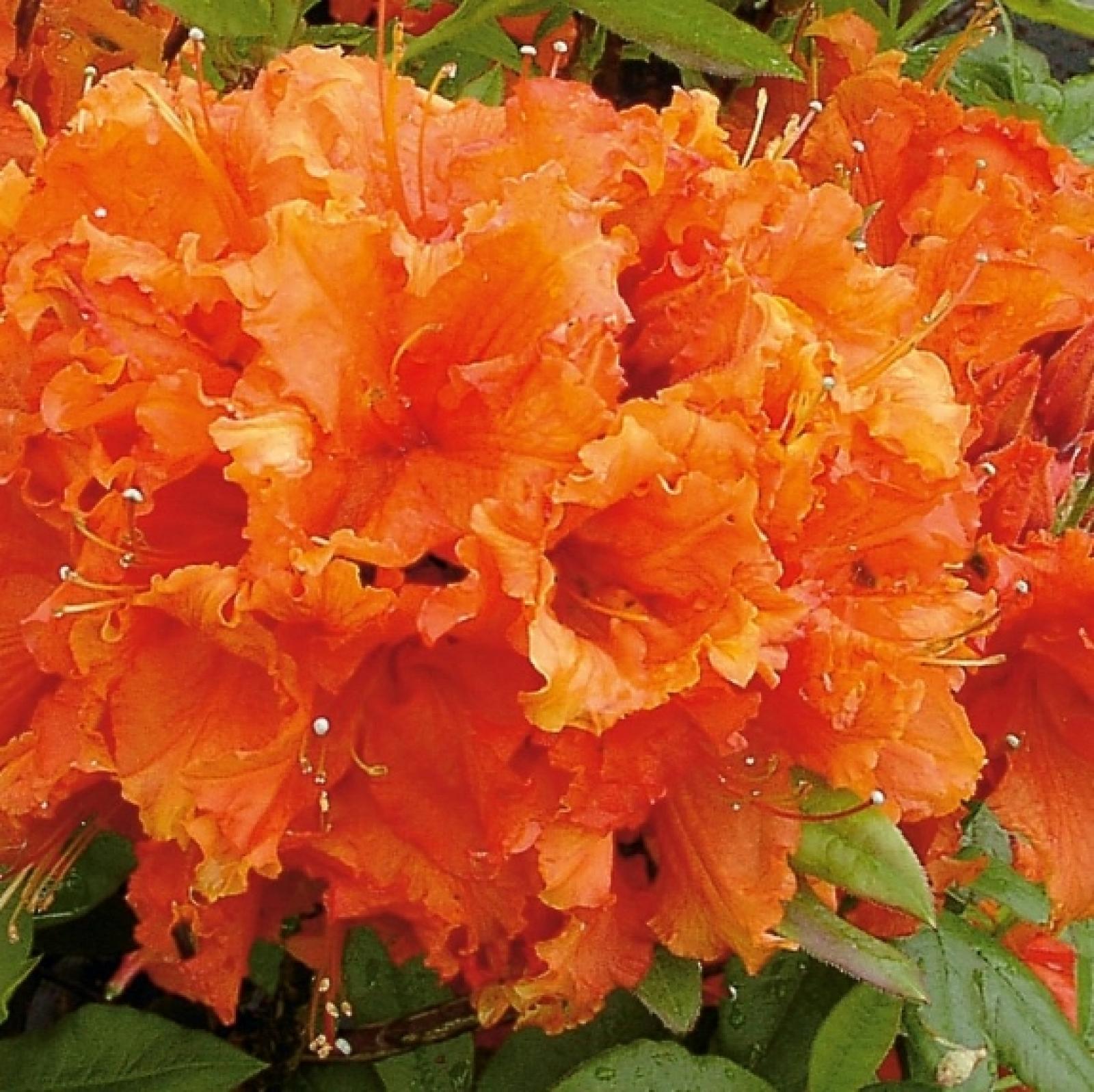 Azalea GIBRALTAR