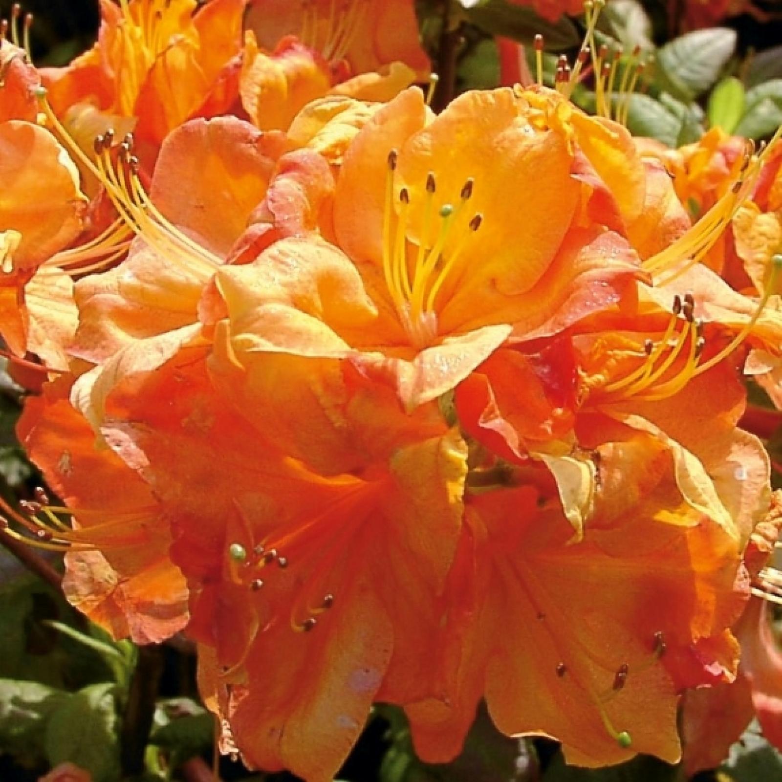 Azalea GLOWING EMBERS