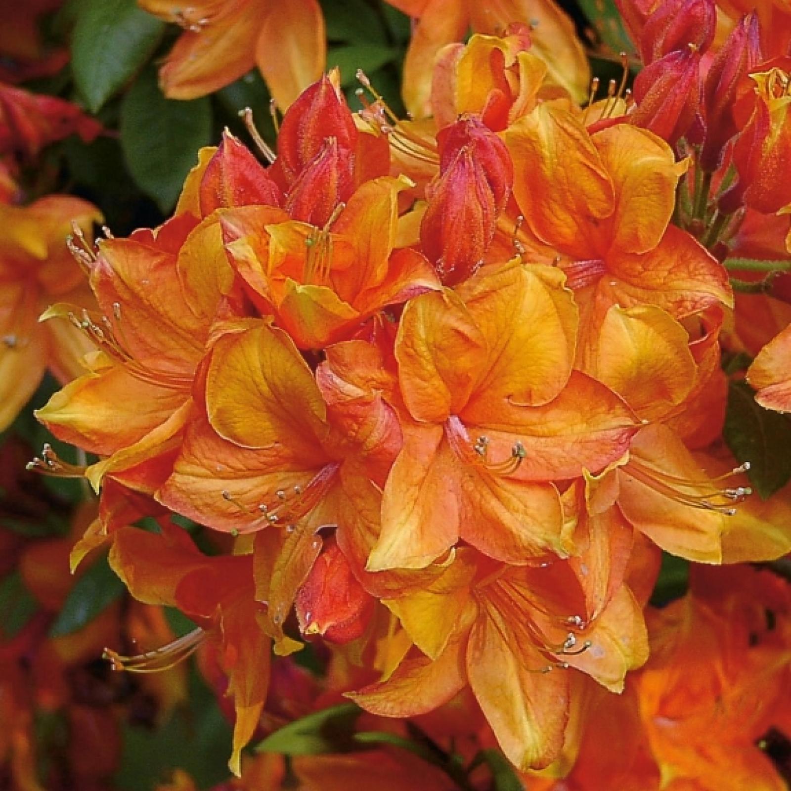 Azalea GOLDEN EAGLE