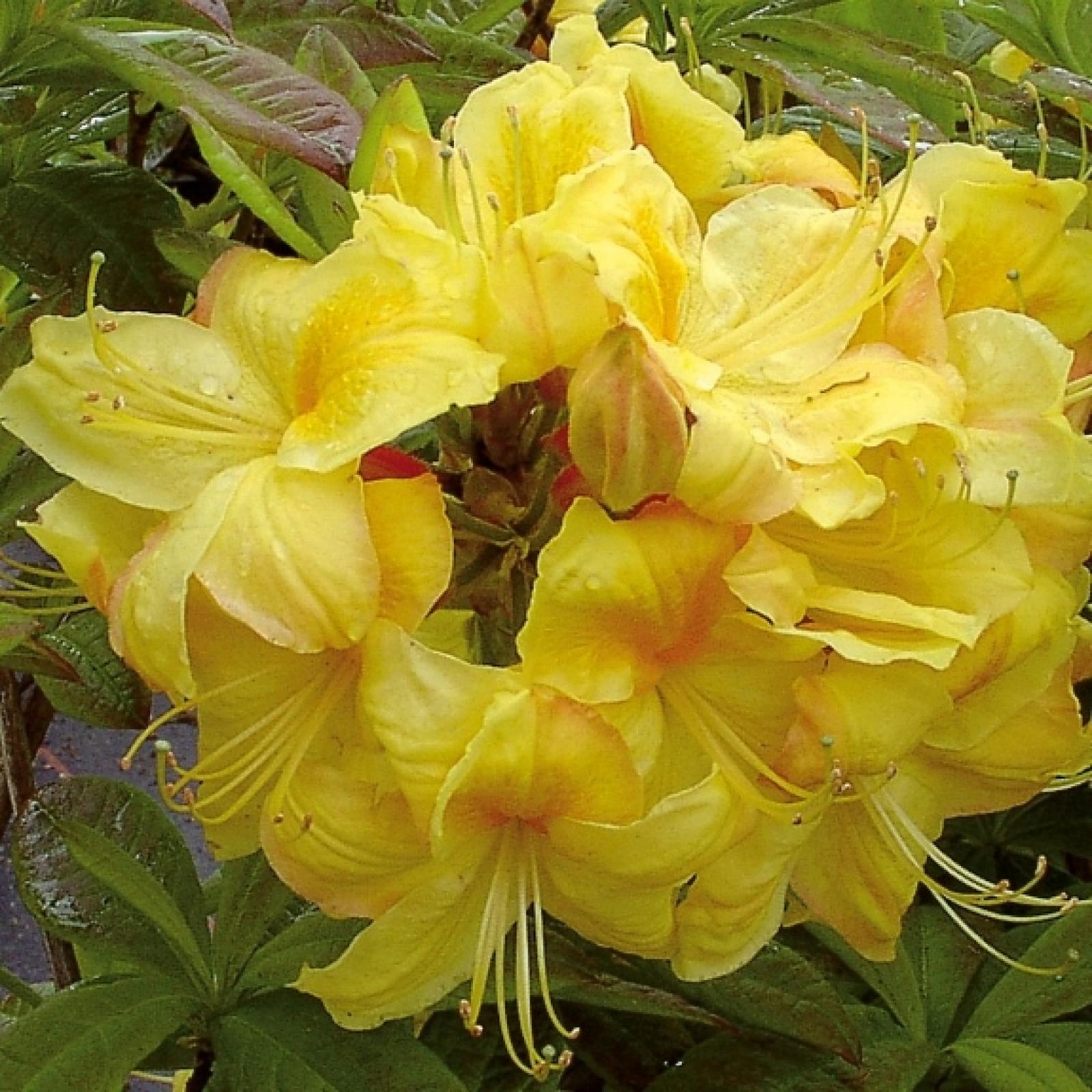 Azalea GOLDEN SUNSET