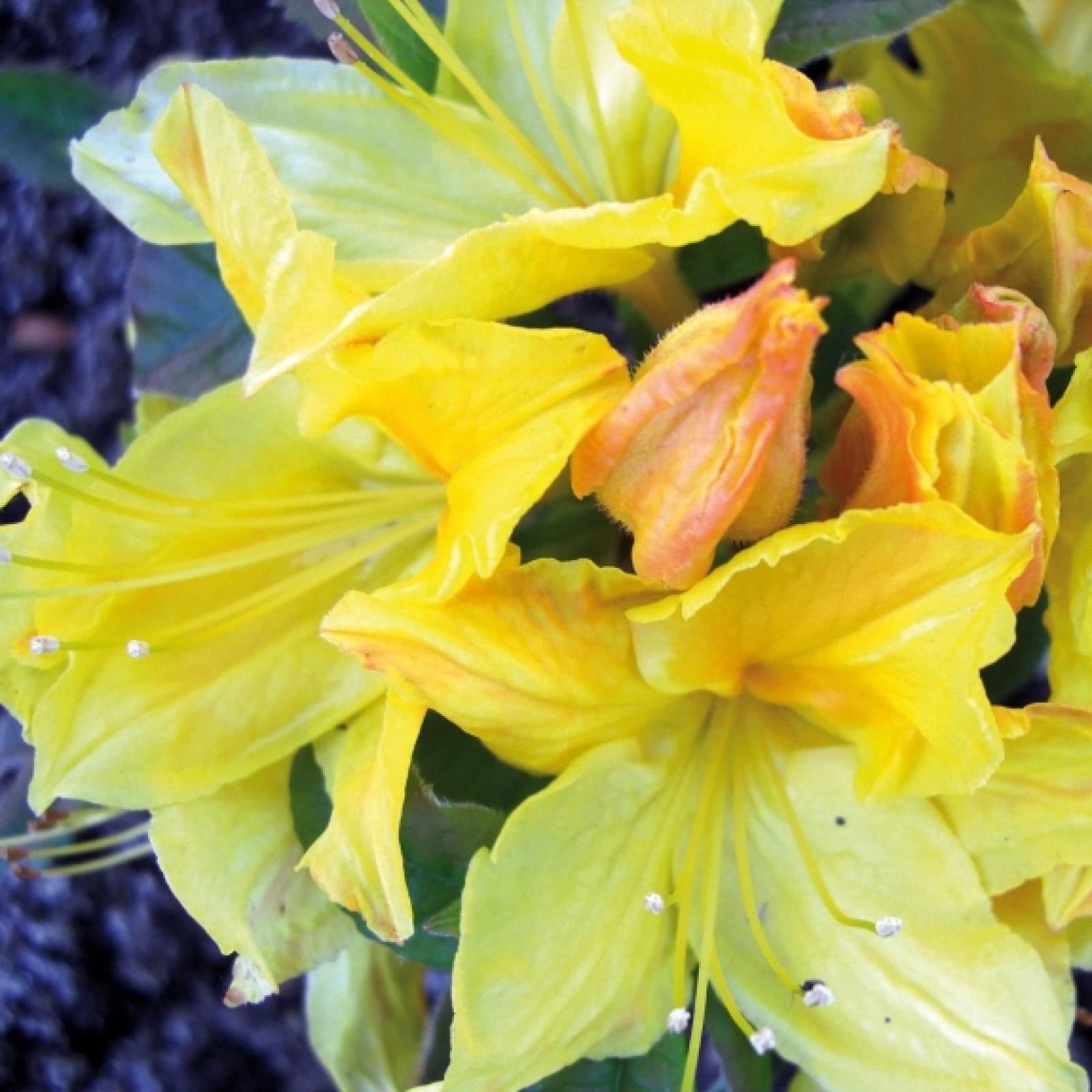 Azalea GOLDPRACHT