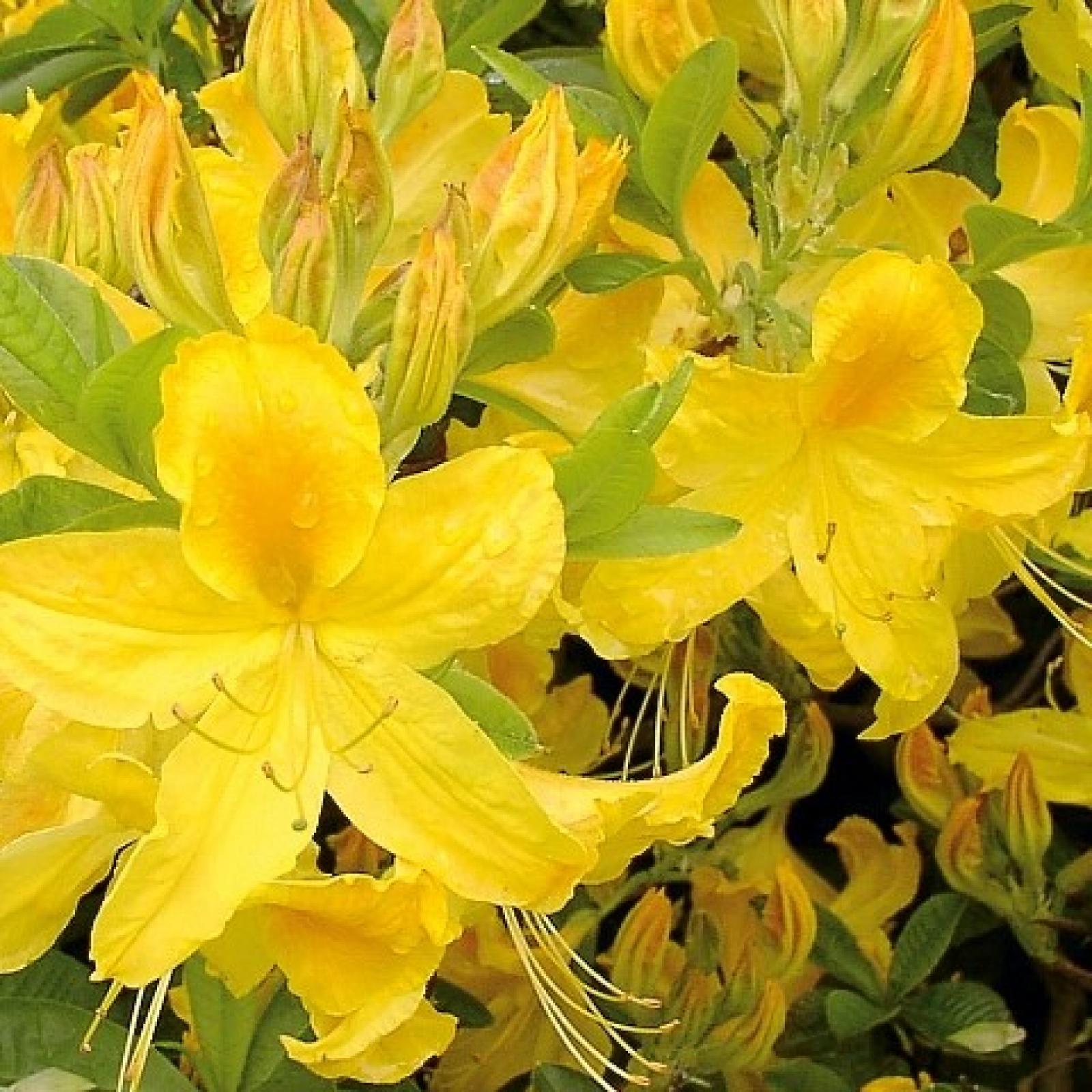 Azalea GOLDTOPAS