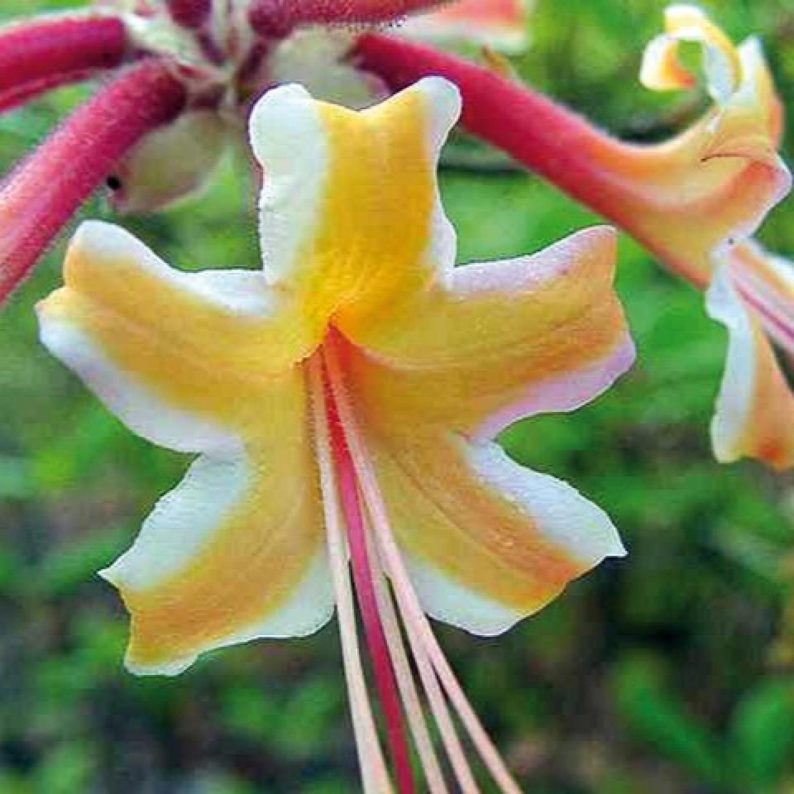 Azalea MILLIE MAC