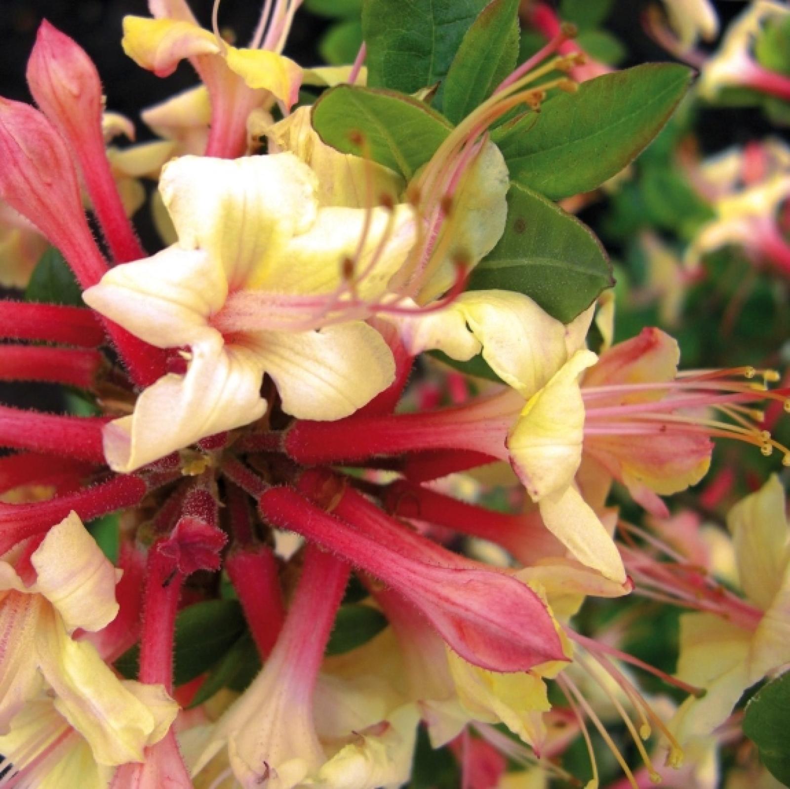 Azalea MY MARY