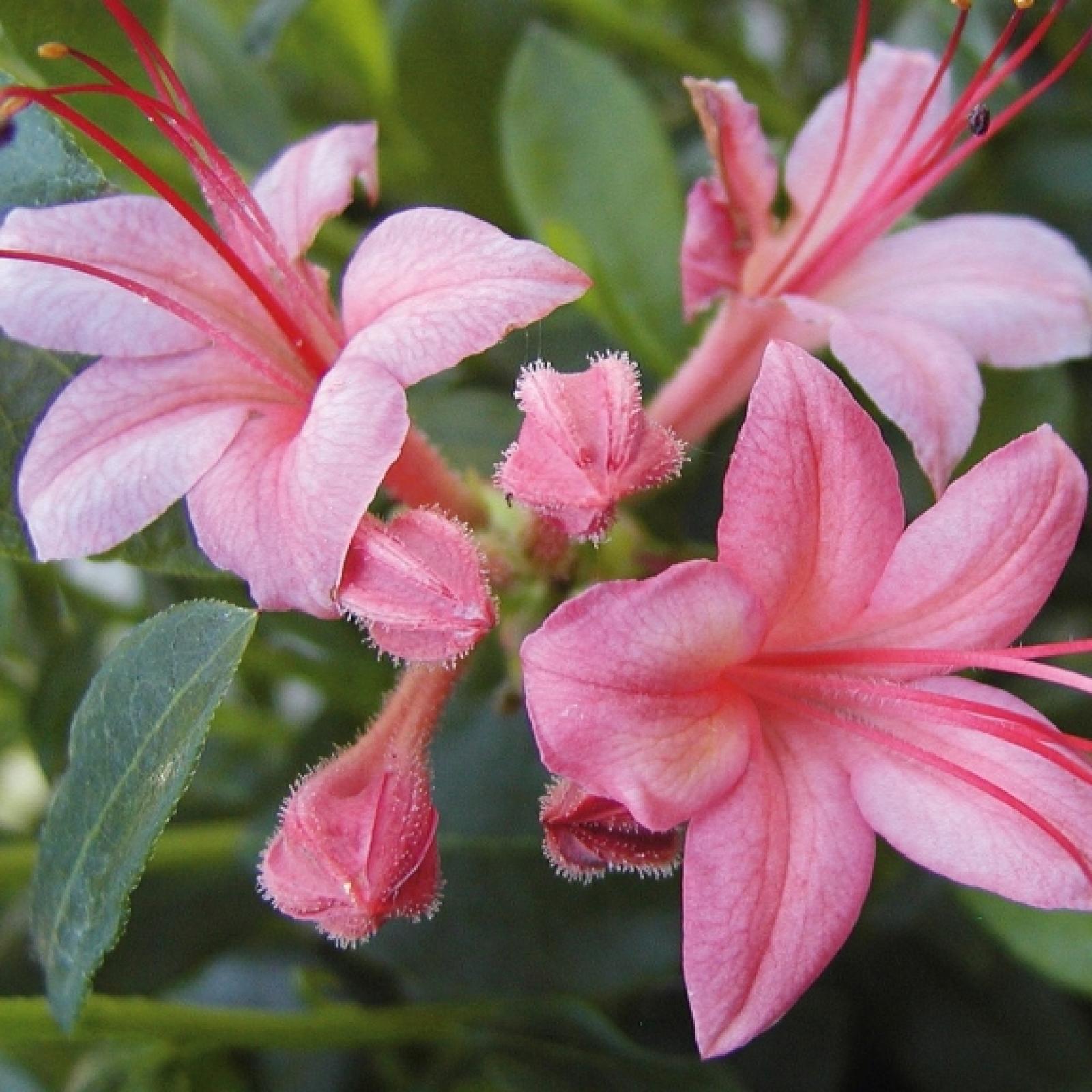 Azalea PINK AND SWEET