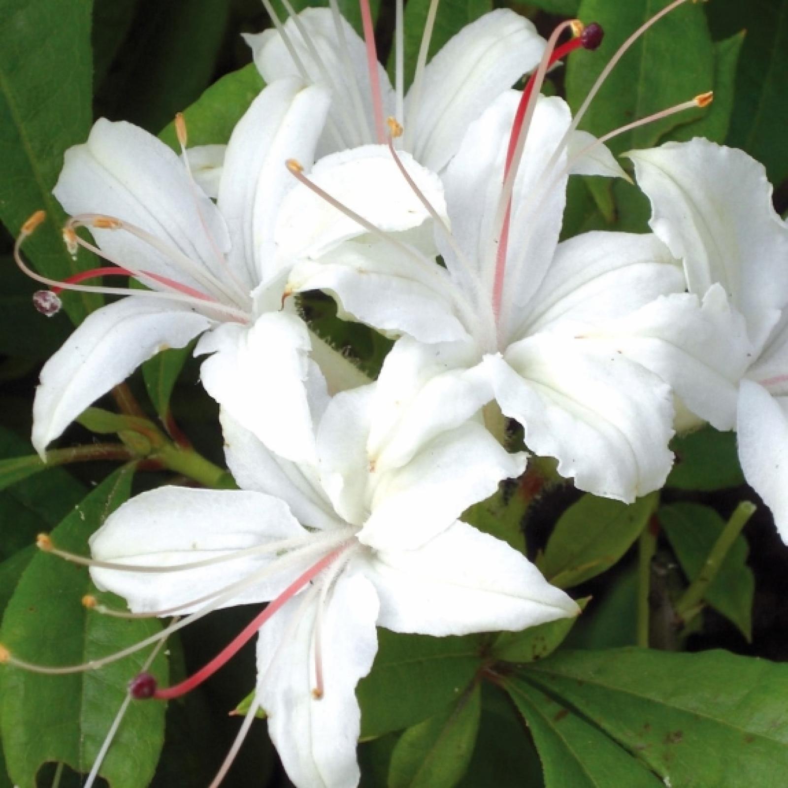 Azalea SPRING SENSATION