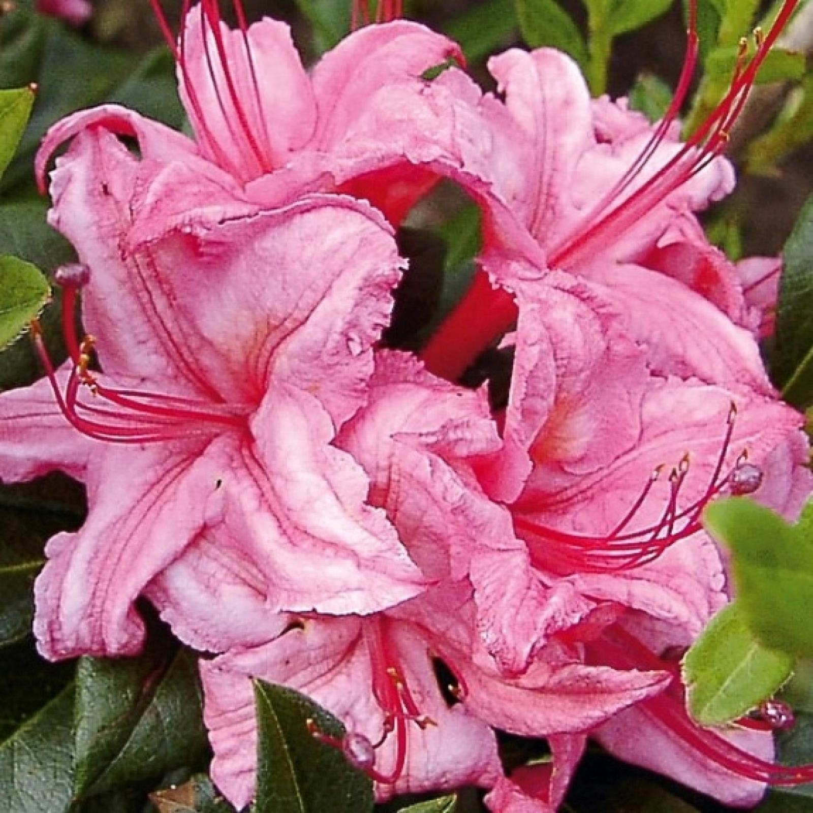 Azalea WESTON'S SPARKLER