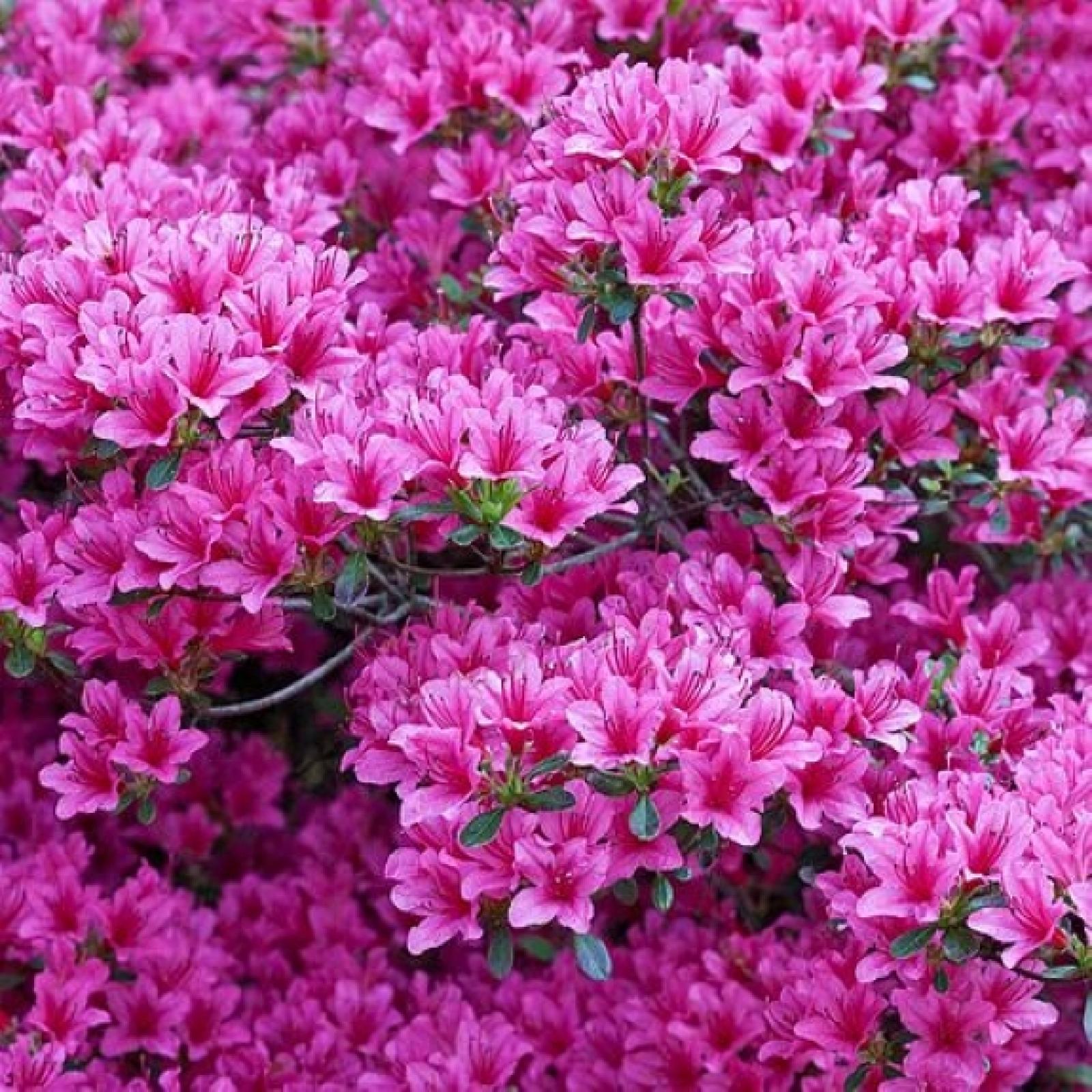 Japanse Azalea AMOENA