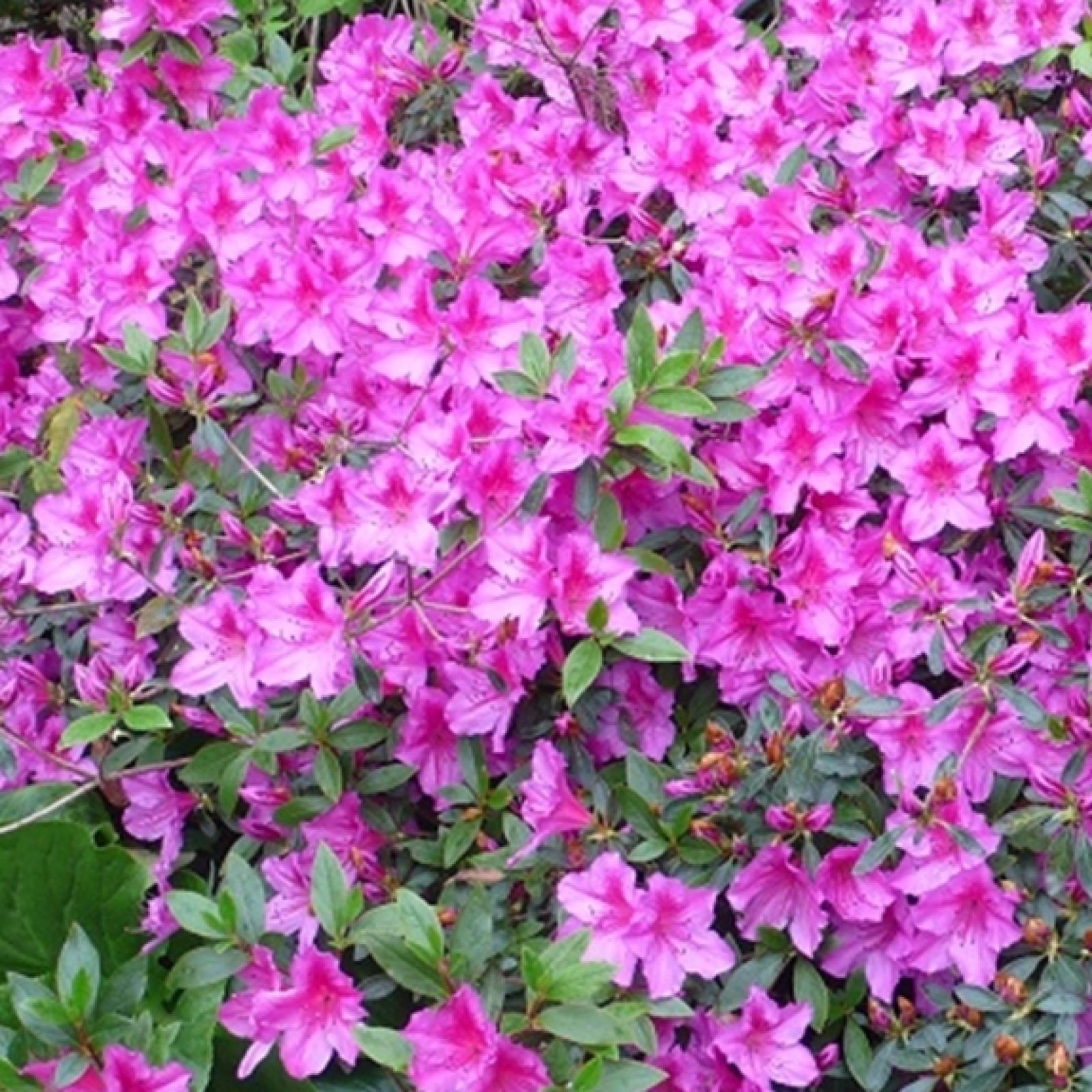 Japanse Azalea BEETHOVEN