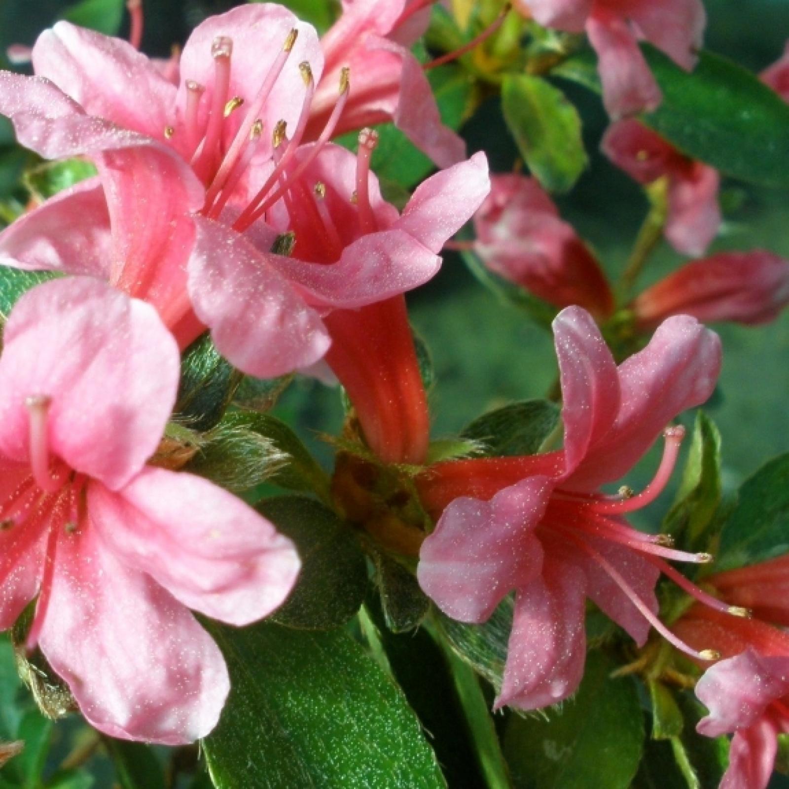 Japanse Azalea BIOCOLARA