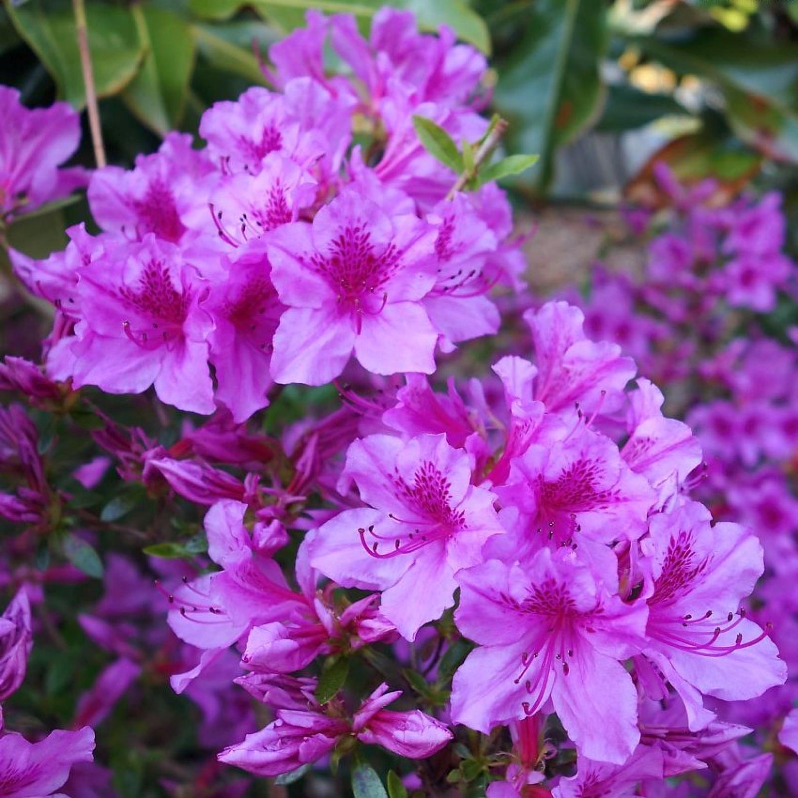 Japanse Azalea BLAUE DONAU