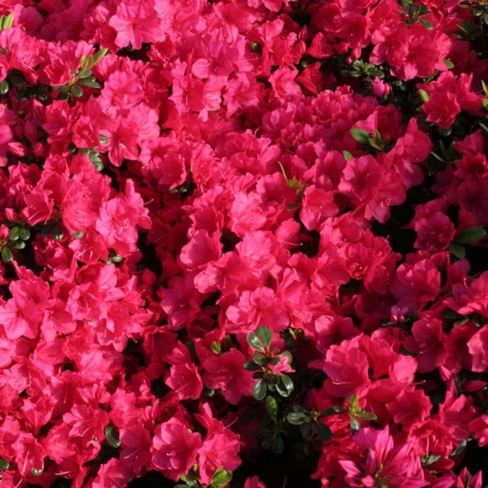 Japanse Azalea CANZONETTA