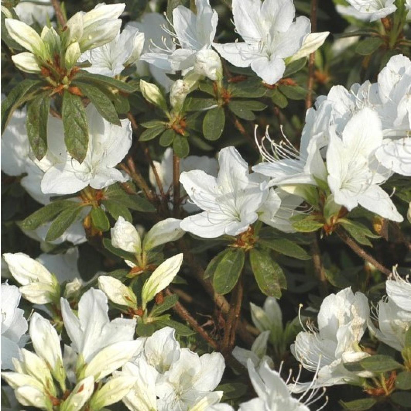 Japanse Azalea FAGO NO FUGI