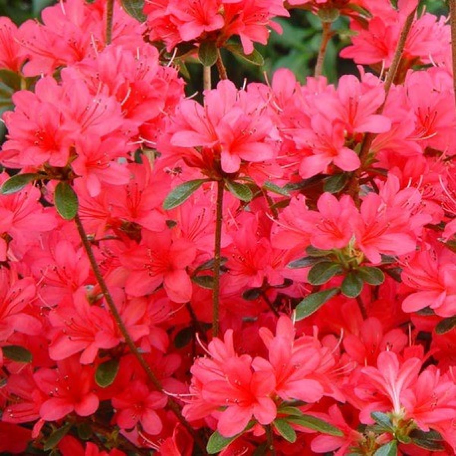 Japanse Azalea FLORIDA