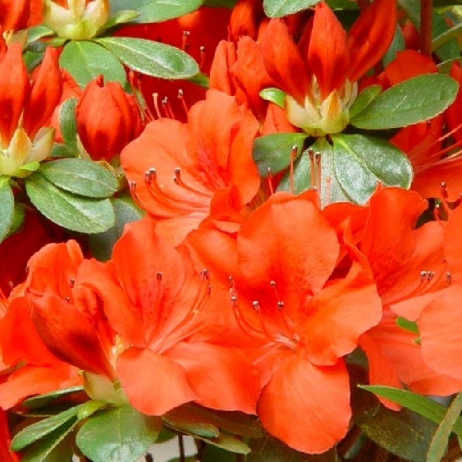 Japanse Azalea GEISHA ORANGE