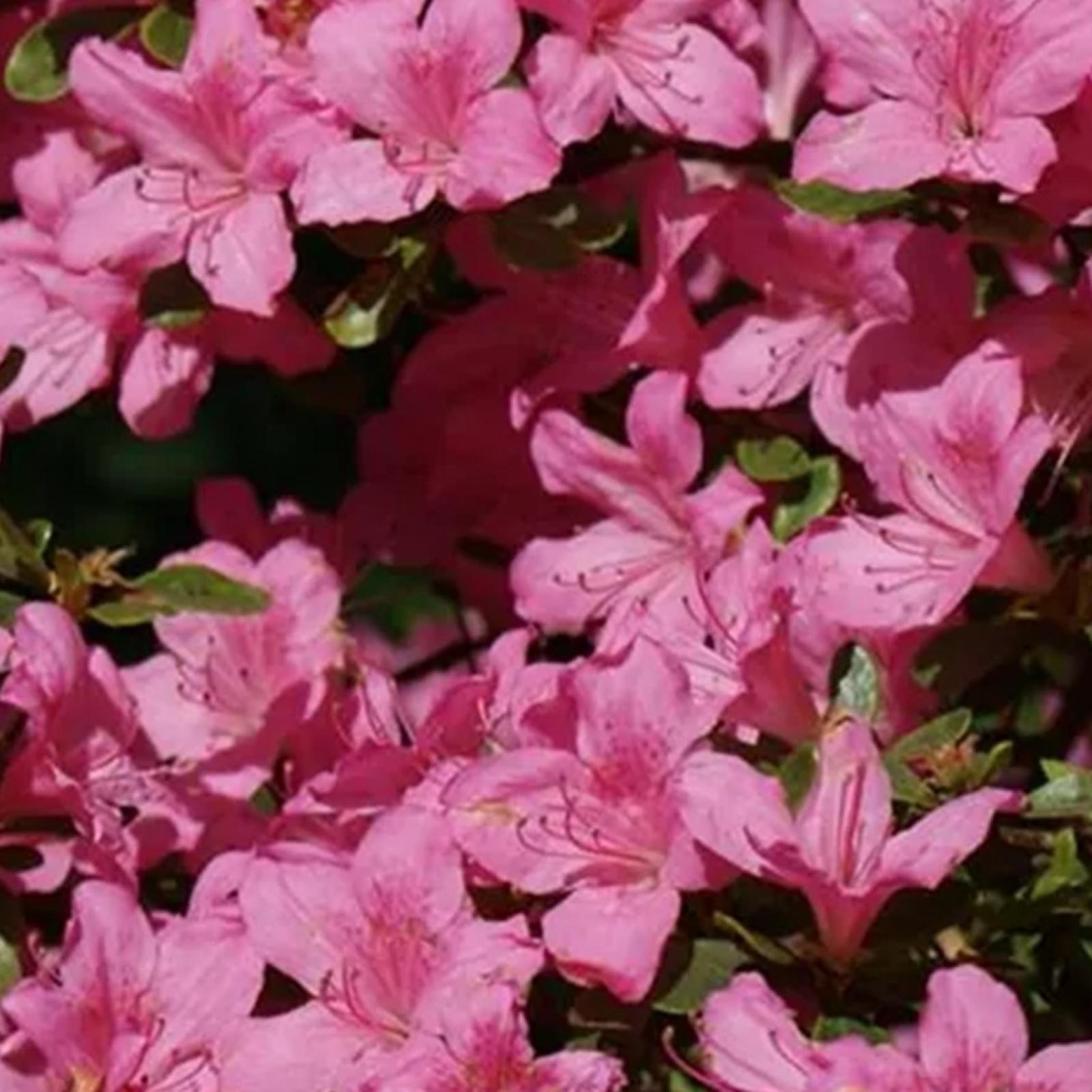 Japanse Azalea GILBERT MULLIE