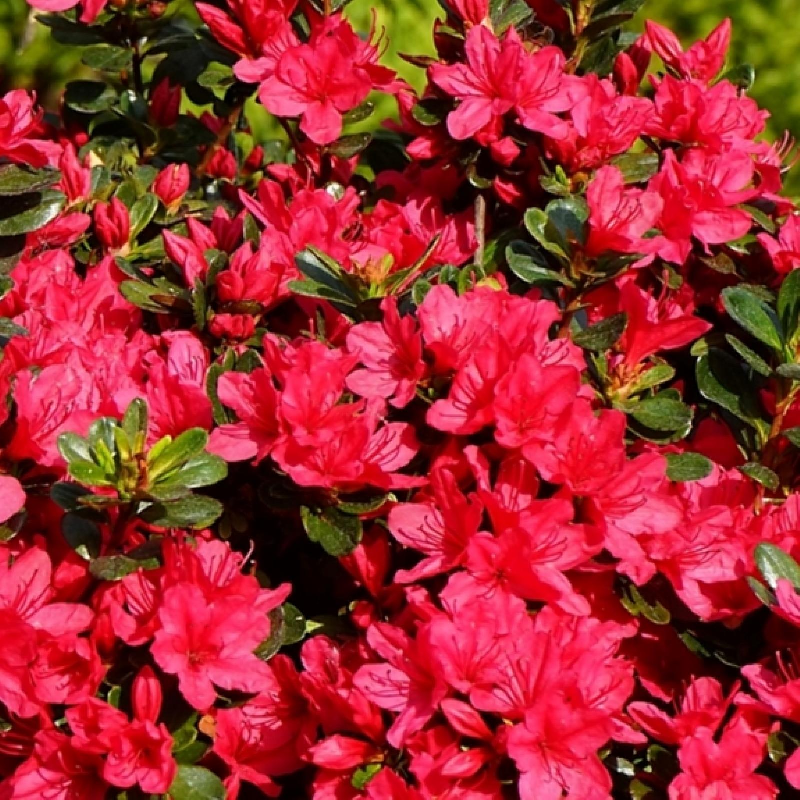 Japanse Azalea HINO CRIMSON