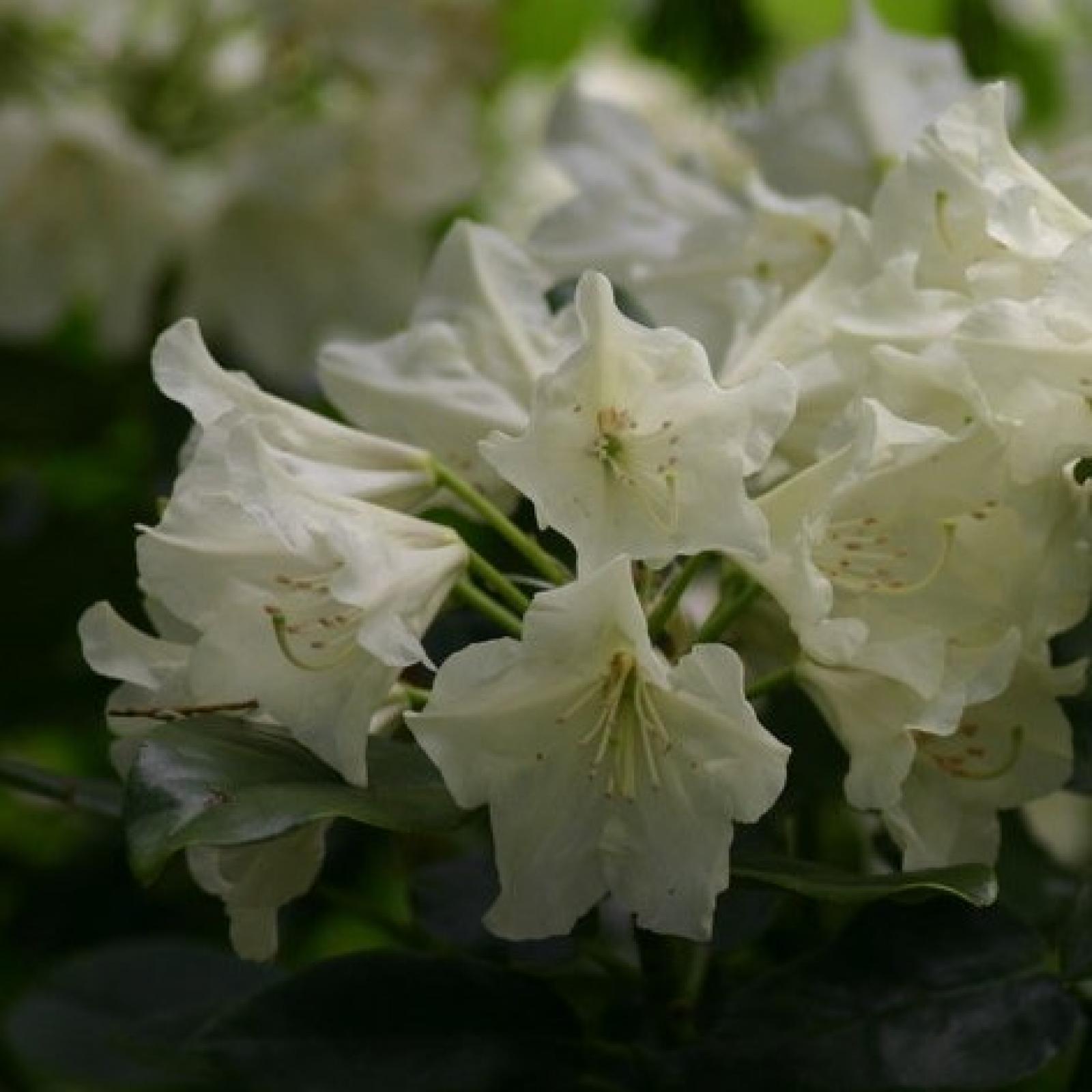 Japanse Azalea HONG KONG