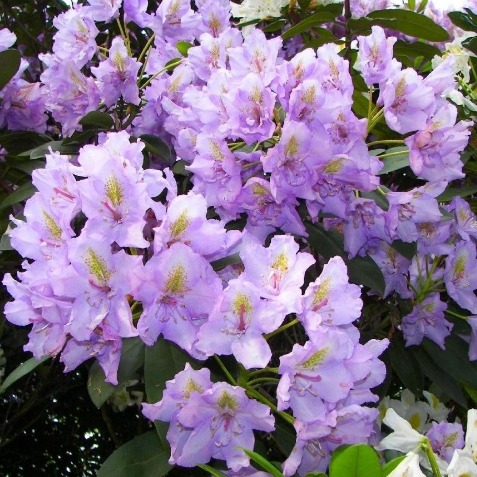 Japanse Azalea IMPERATOR