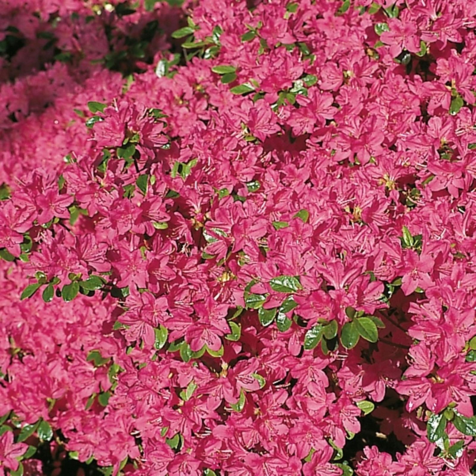 Japanse Azalea KERMESINA