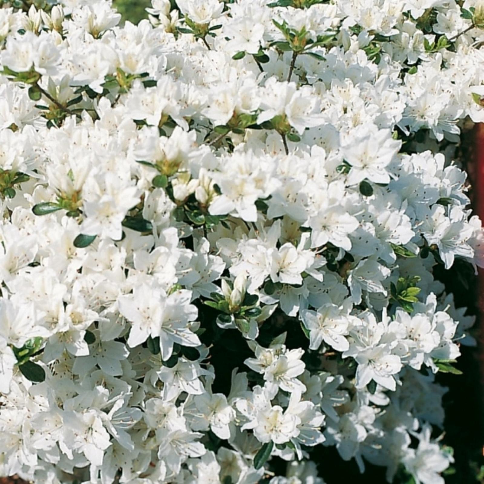 Japanse Azalea KERMESINA ALBA