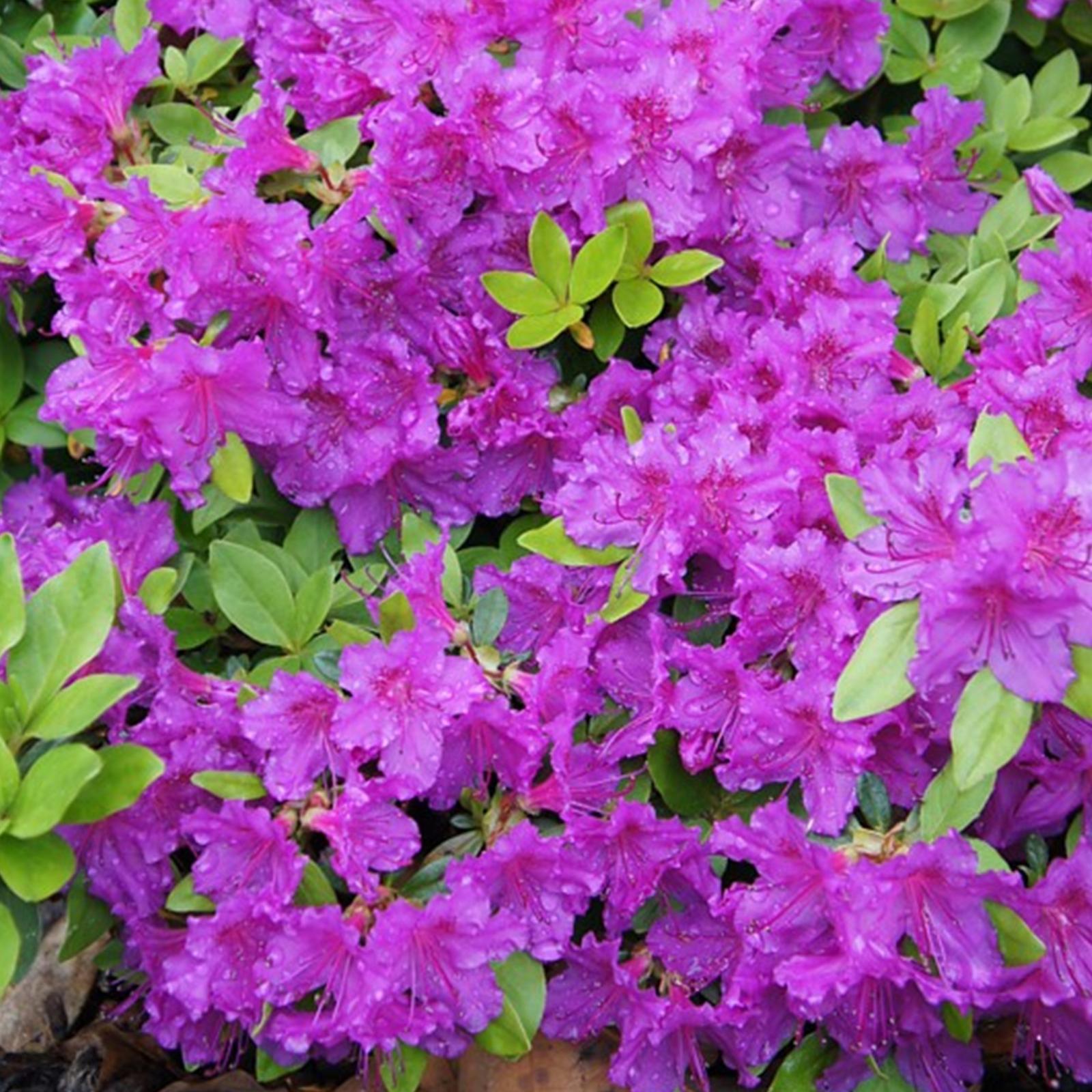 Japanse Azalea LADY DARK