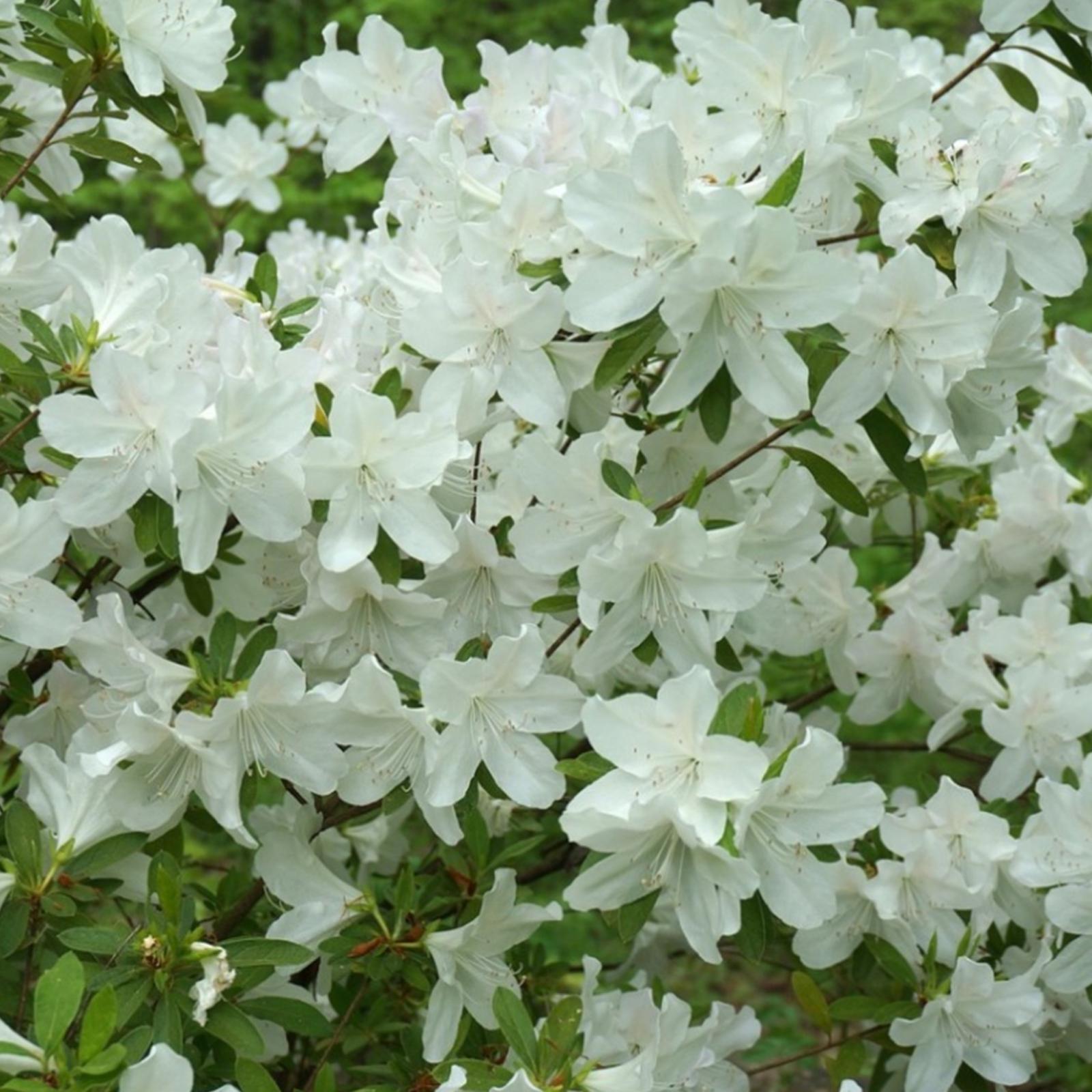 Japanse Azalea LADY FLORA ALBA