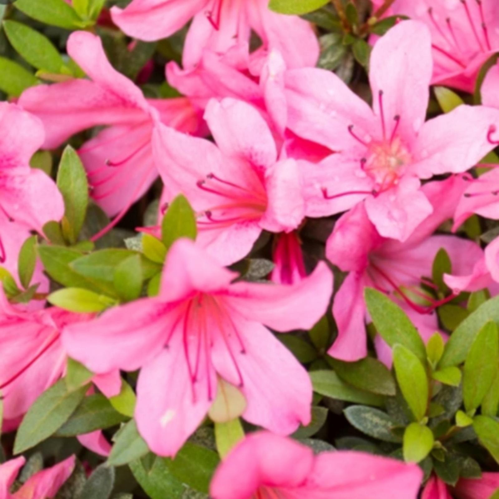 Japanse Azalea MADAME VAN HECKE