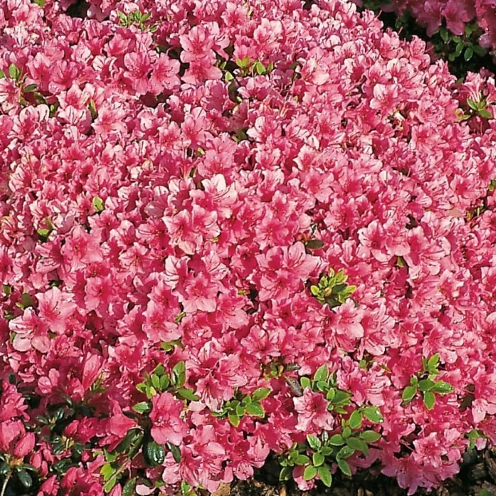Japanse Azalea MICHIKO