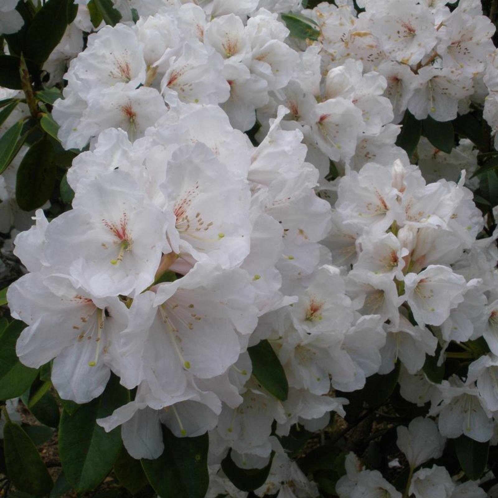 Japanse Azalea MOUNT EVEREST