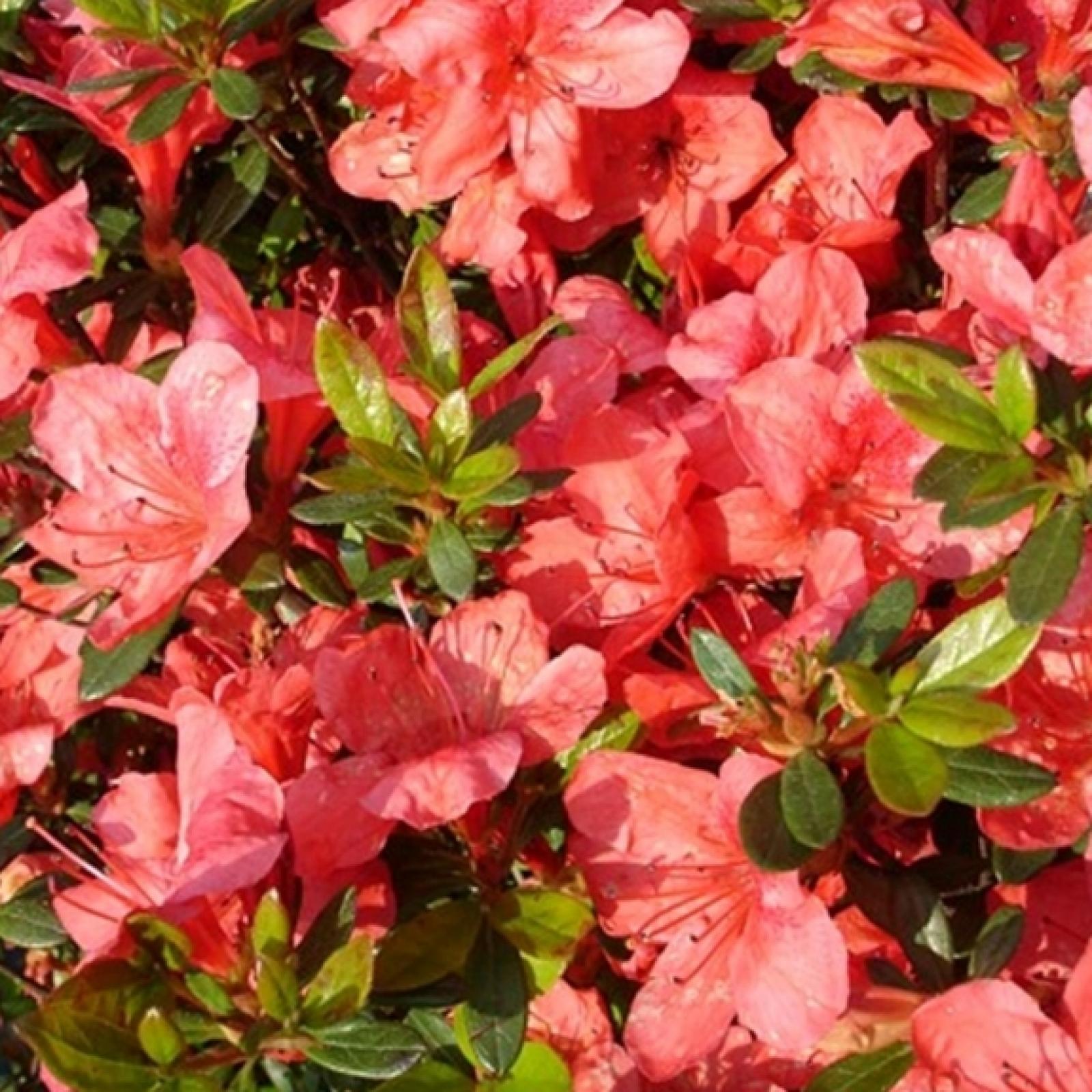 Japanse Azalea ORANGE BEAUTY