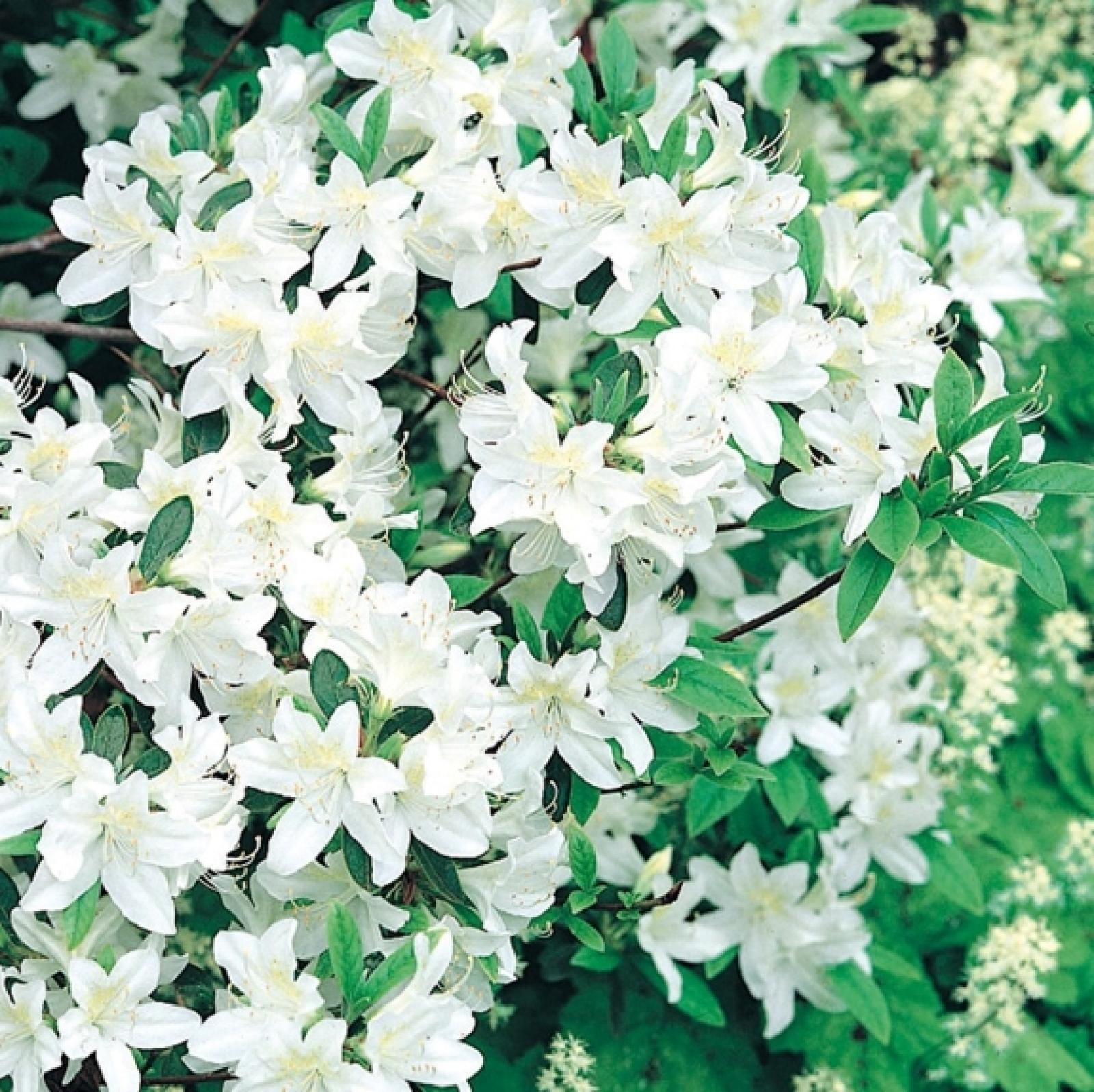 Japans Azalea PALESTRINA