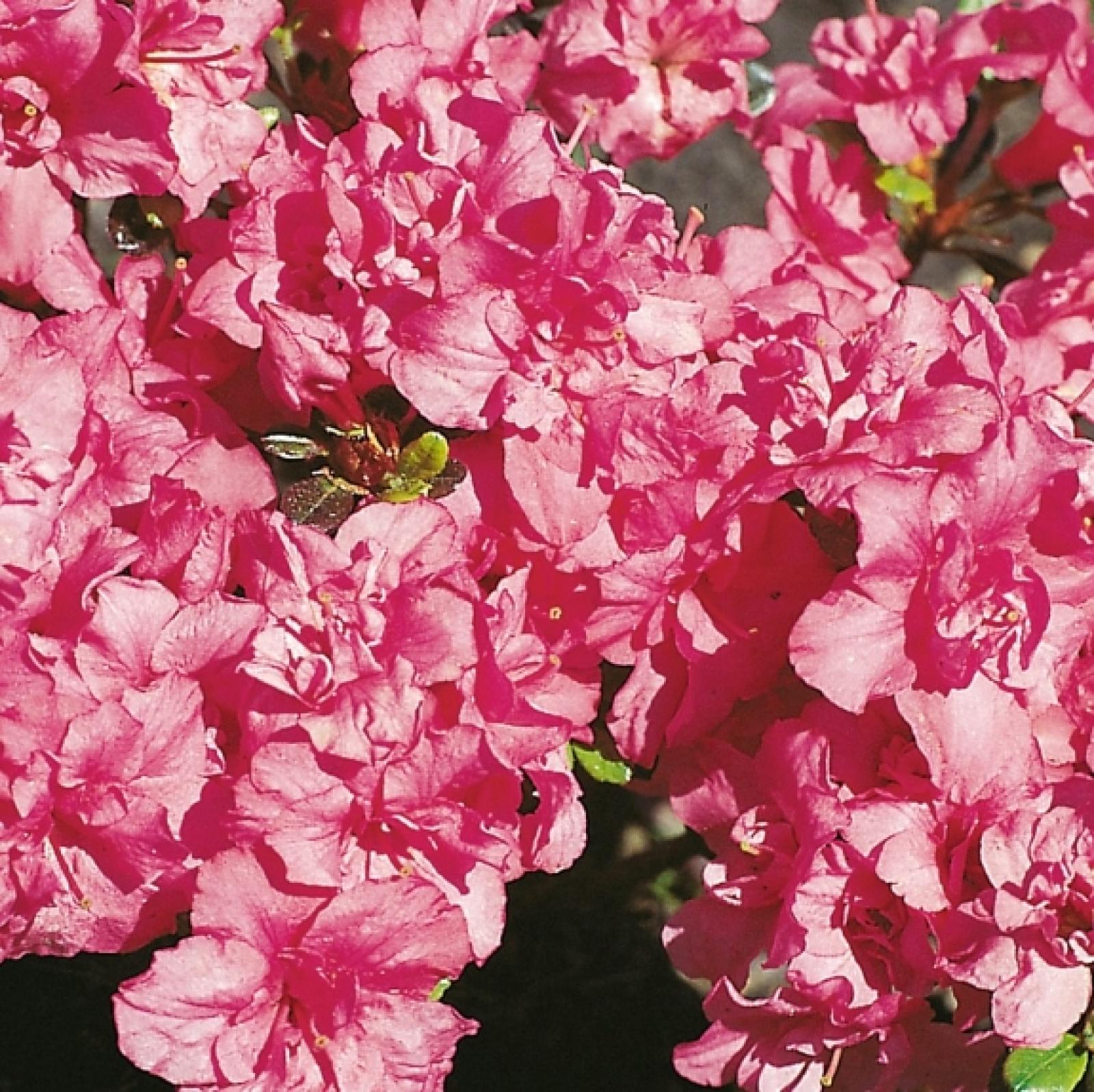 Japanse Azalea ROKOKO