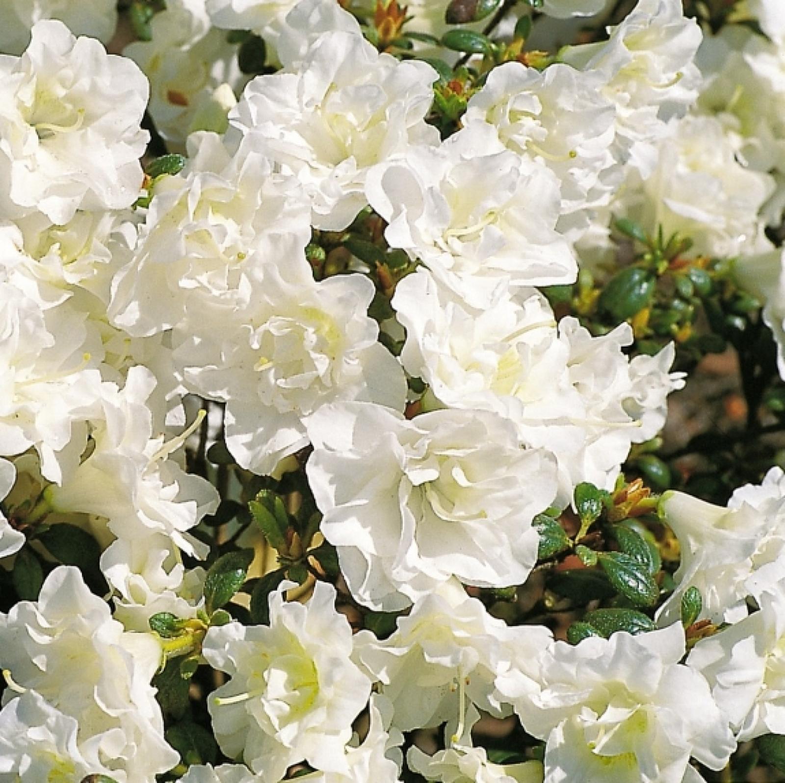 Japanse Azalea SCHNEEPERLE