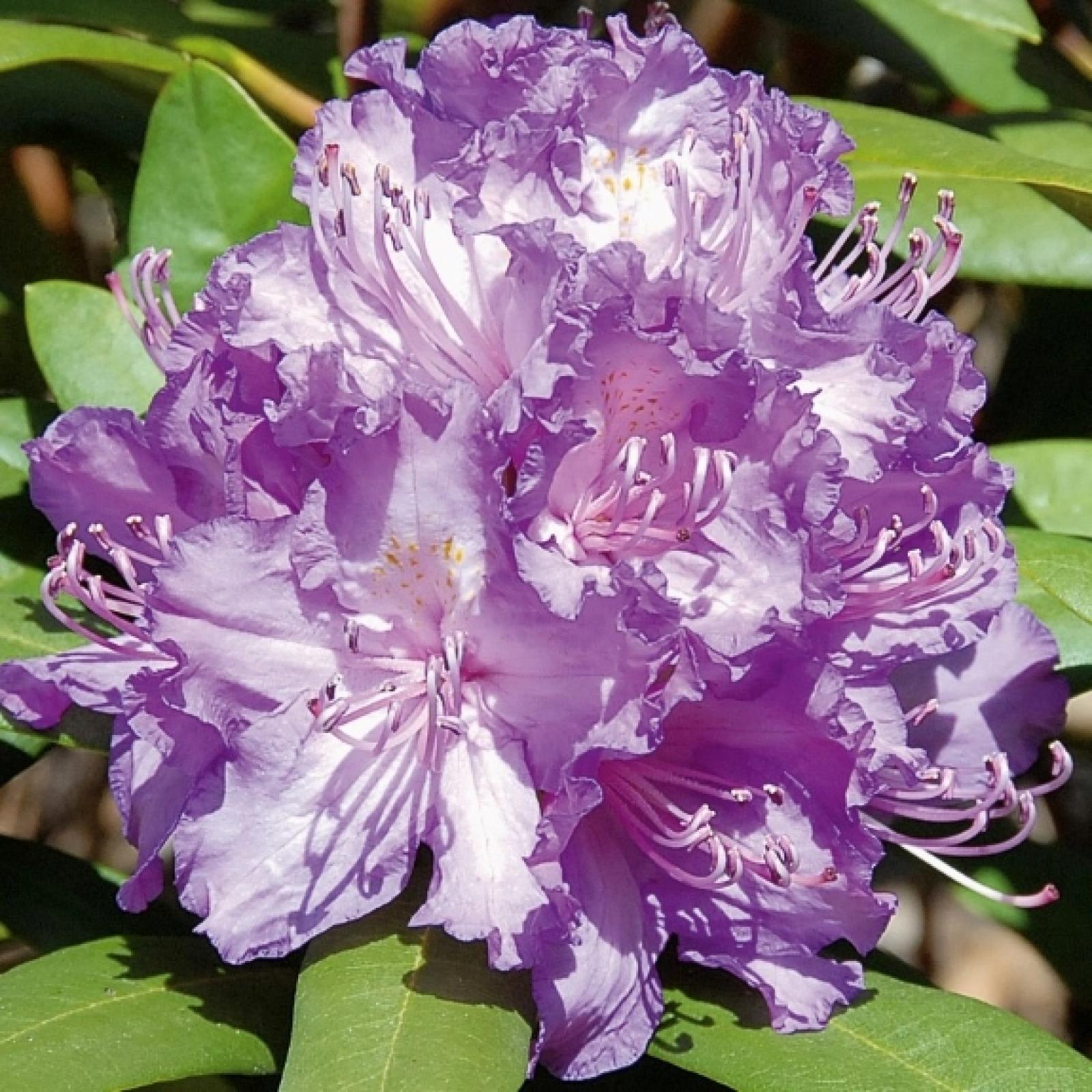 Rhododendron ALFRED