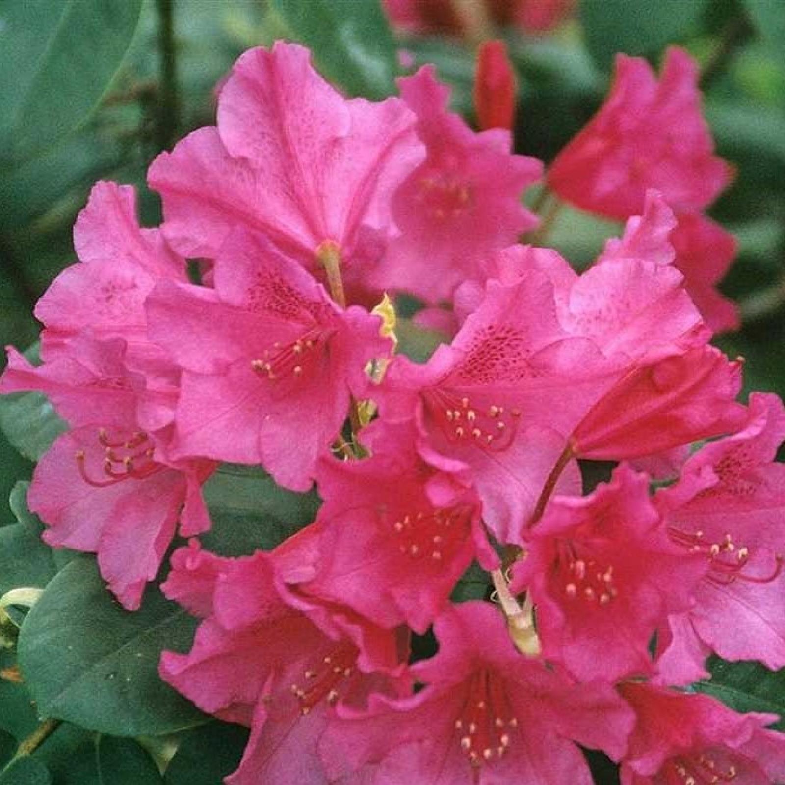 Rhododendron AUGUST LAMKEN