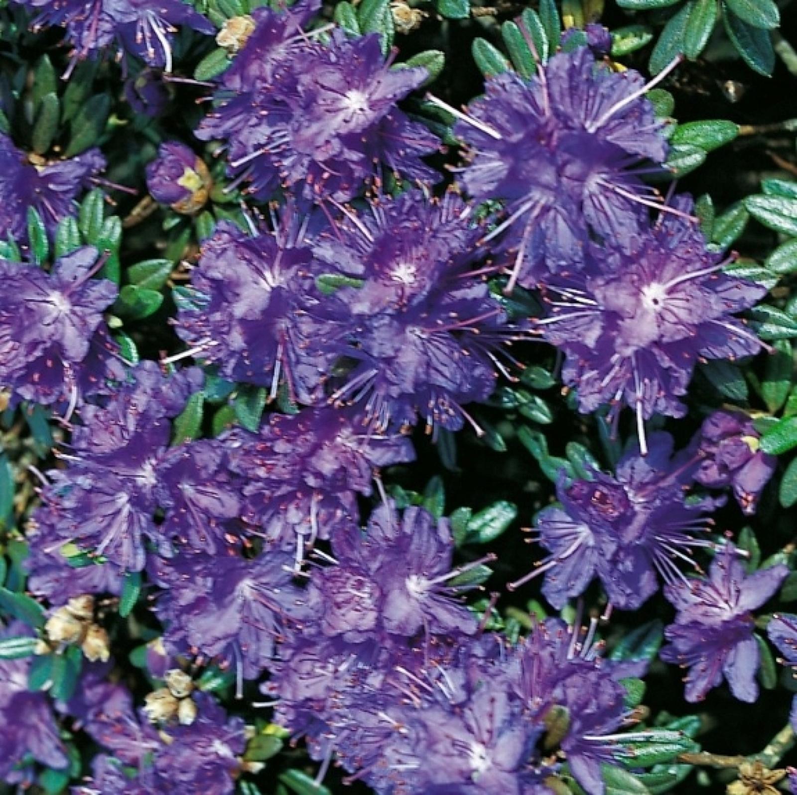 Rhododendron AZURIKA