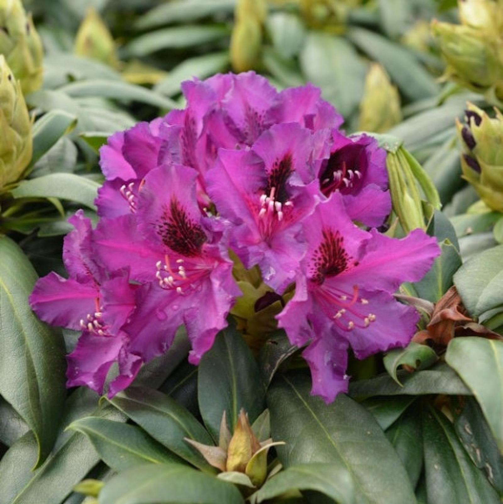 Rhododendron BLACK PEARL
