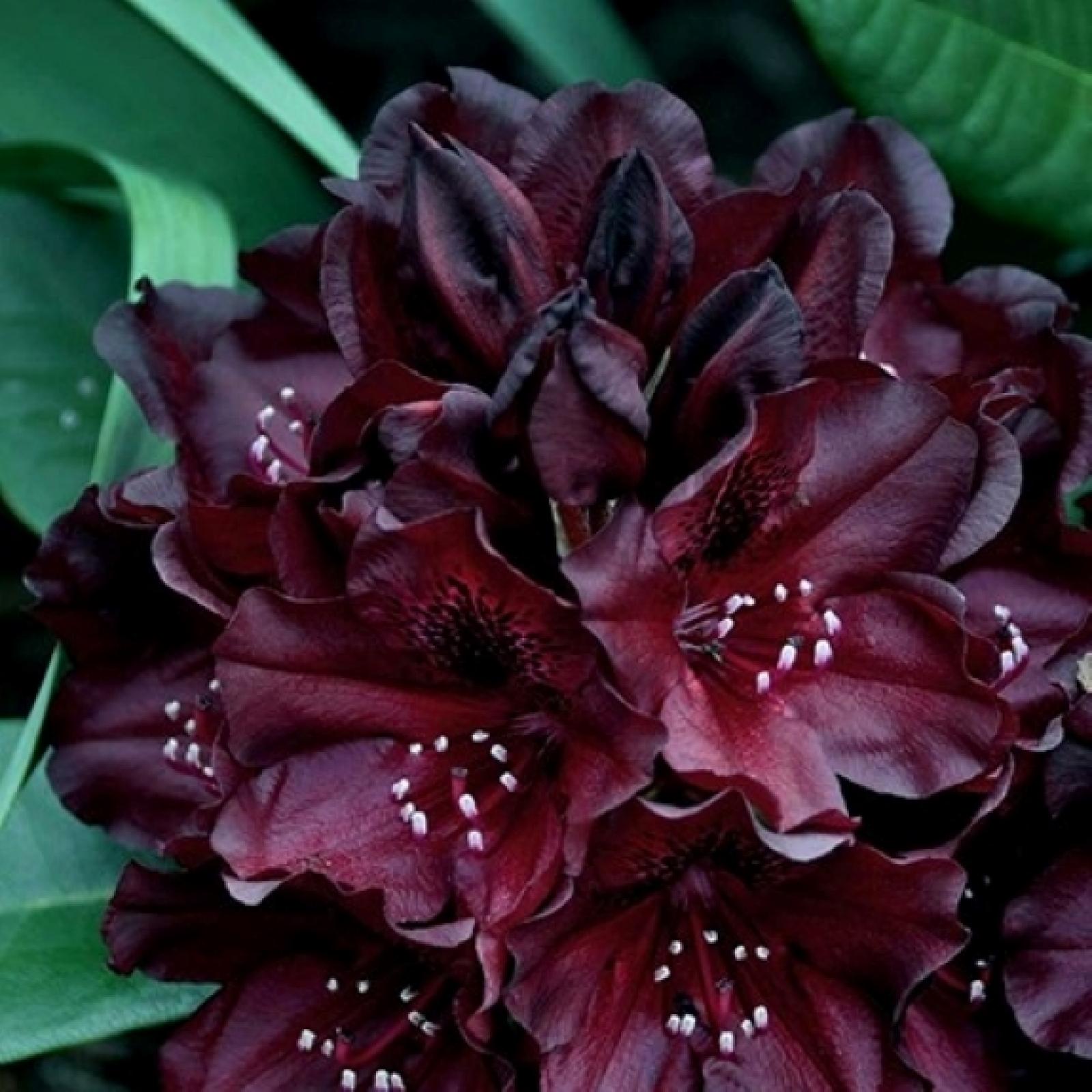 Rhododendron BLACK WIDOW