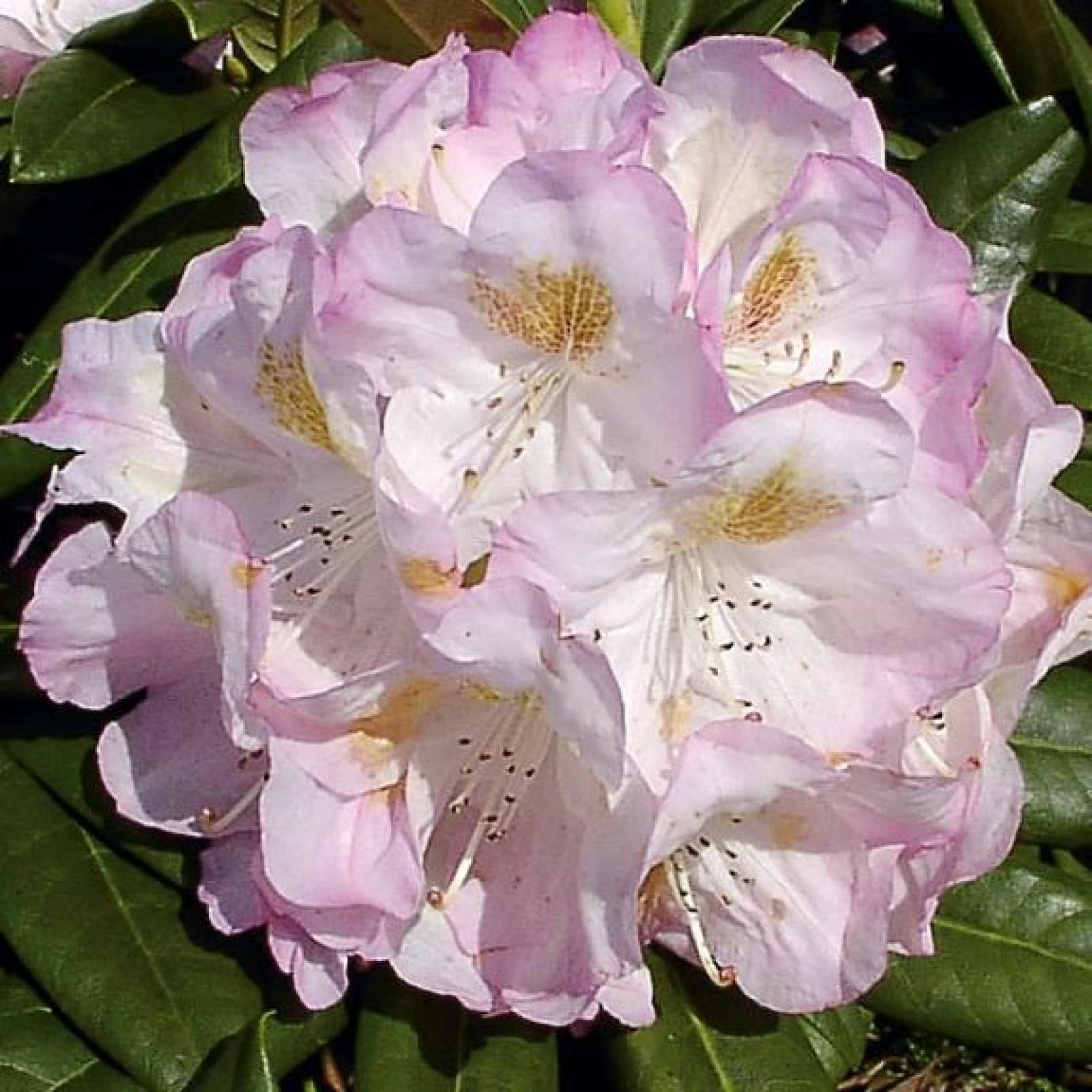 Rhododendron BRIGITTE
