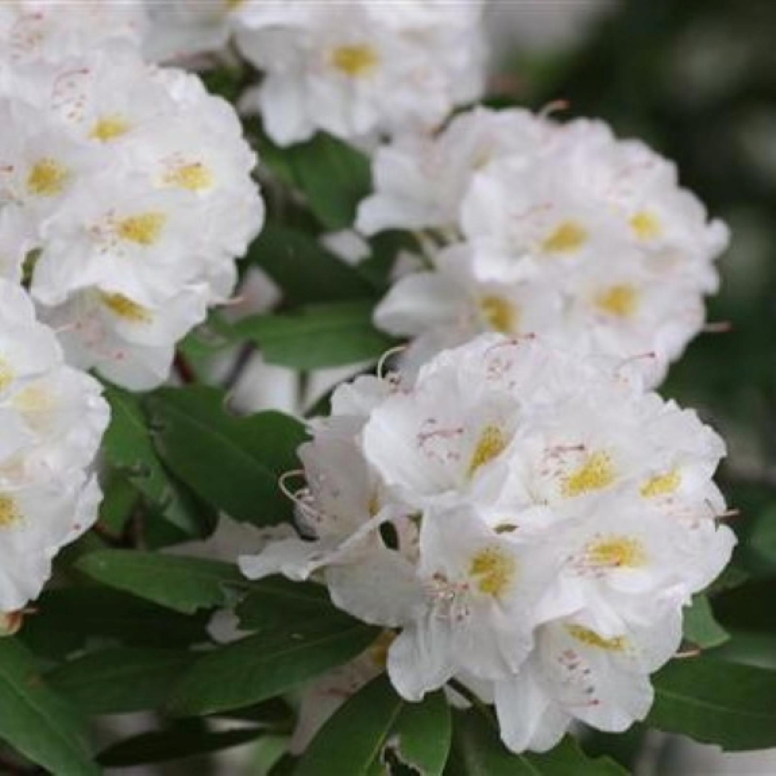 Rhododendron CATAWBIËNSE ALBUM