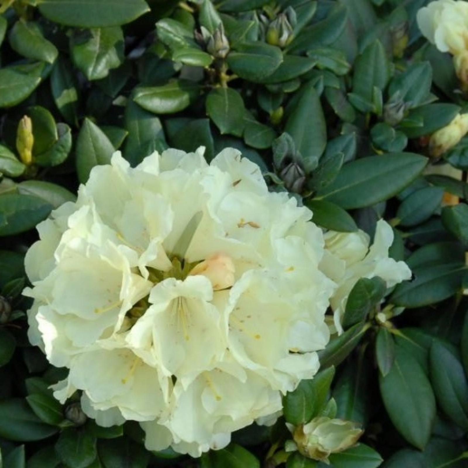 Rhododendron CENTENNIAL GOLD