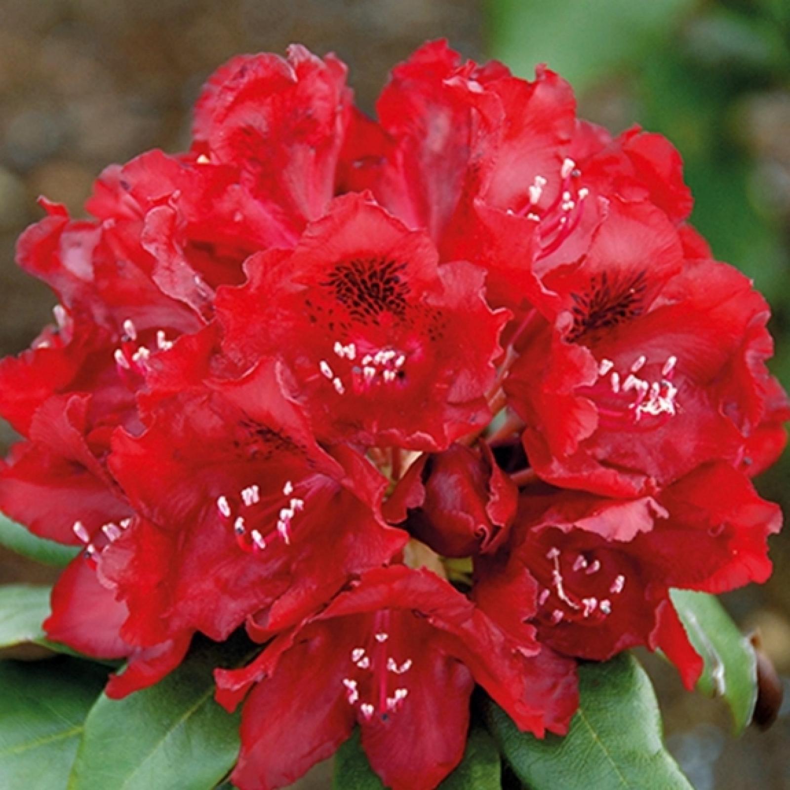 Rhododendron CHERRY KISS