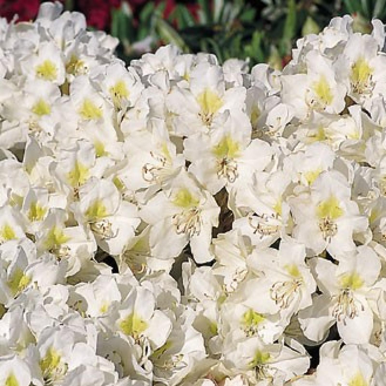 Rhododendron CUNNINGHAM'S SNOW WHITE