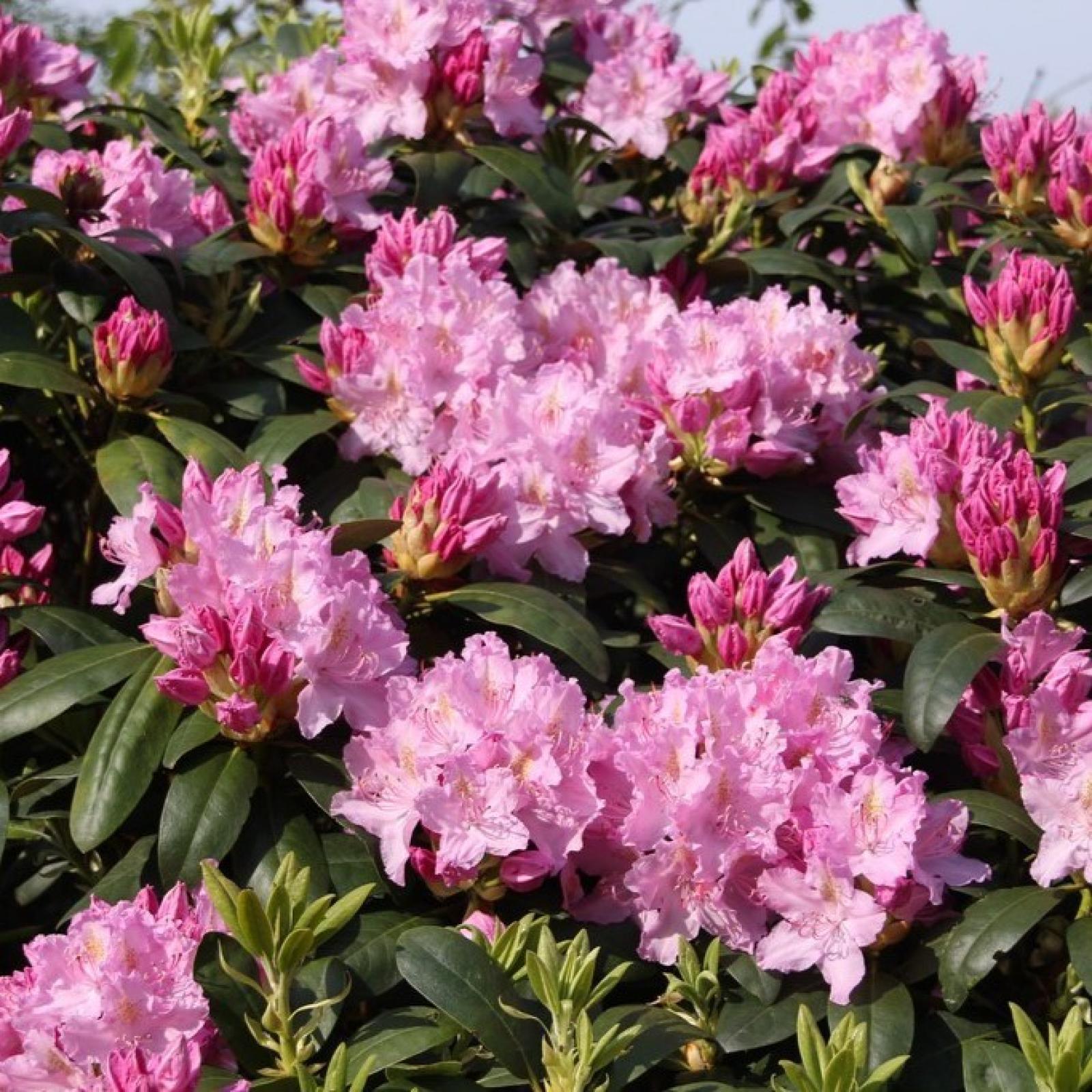 Rhododendron DIETRICH