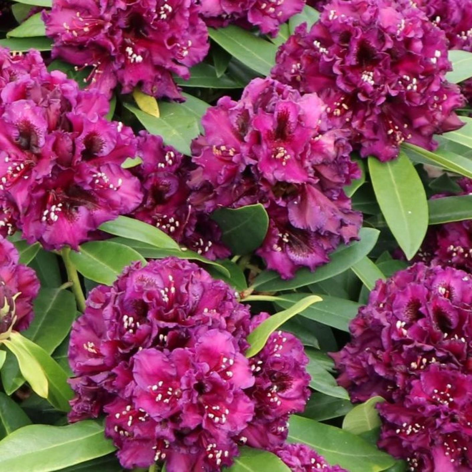 Rhododendron DRAMATIC DARK