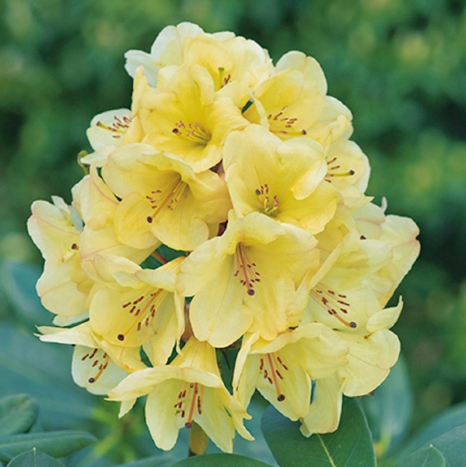Rhododendron GOLDINETTA